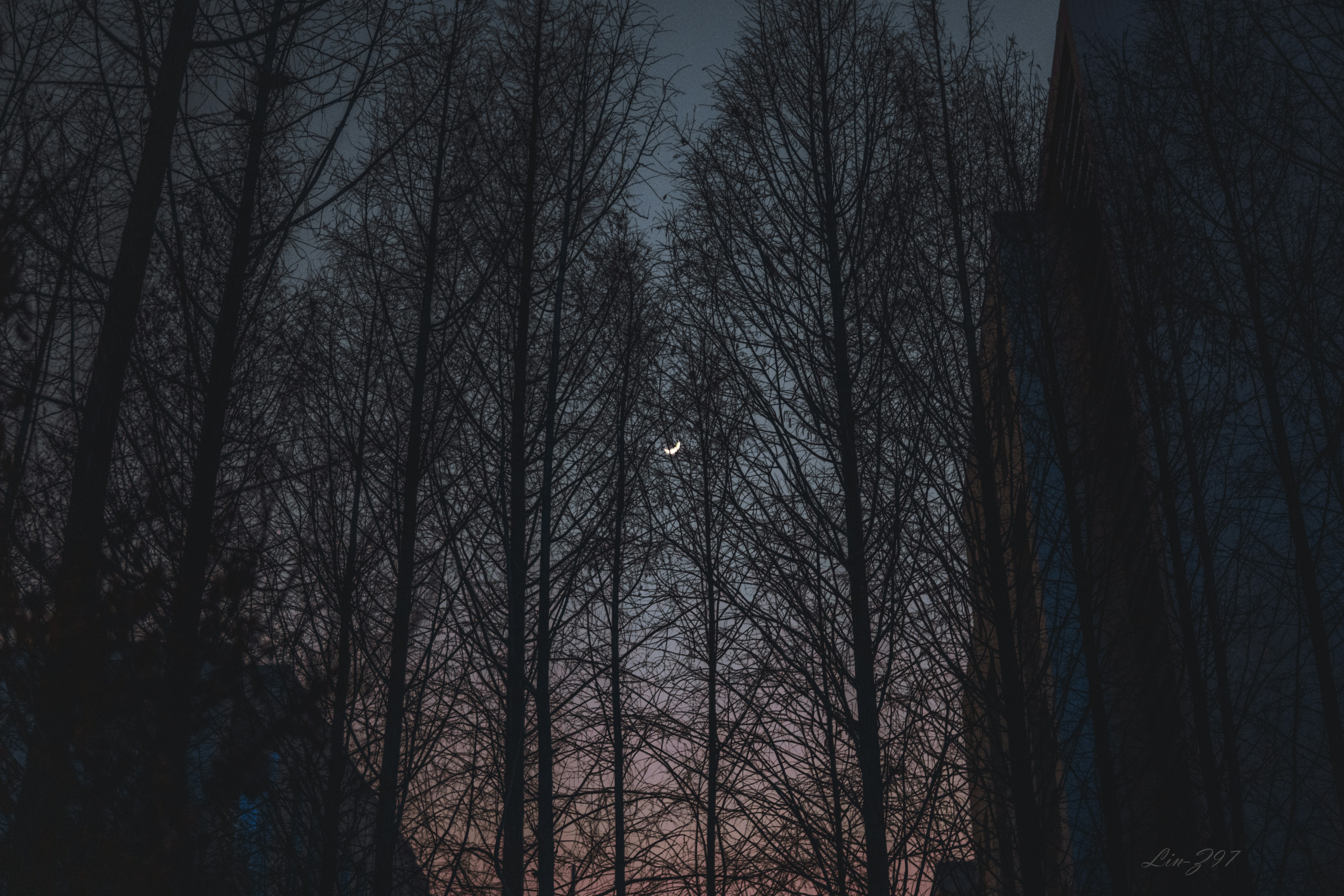 A full moon is seen through the trees photo – Free Forest Image on Unsplash