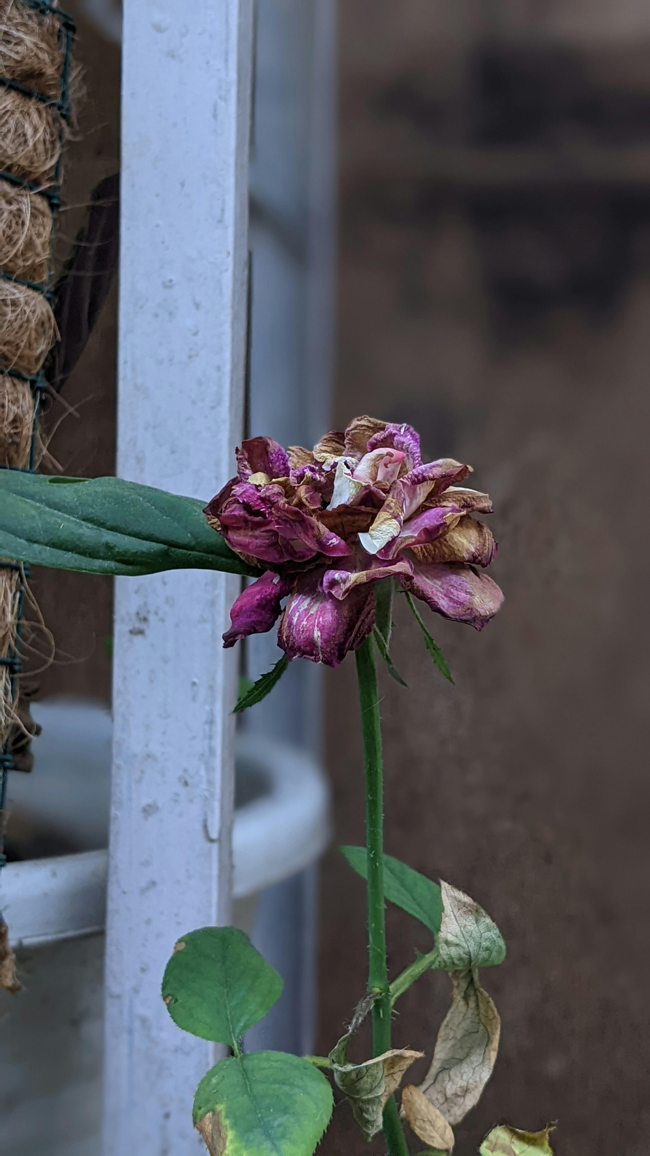 Wilted Rose Gripping a Weathered Metal Frame
