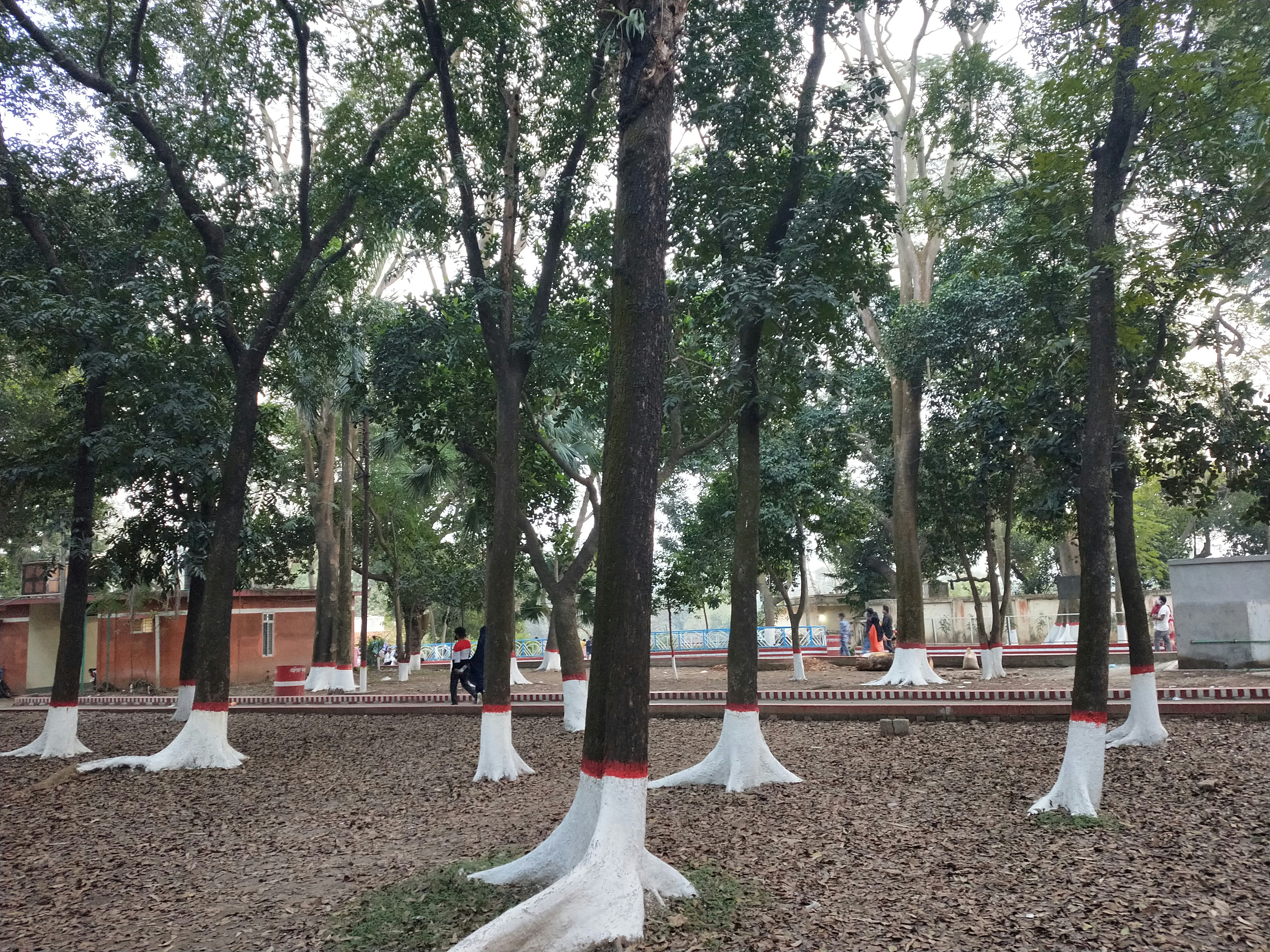 Park scene features rows of trees with white-painted bases and red bands, a dirt ground, and a distant walkway with people.