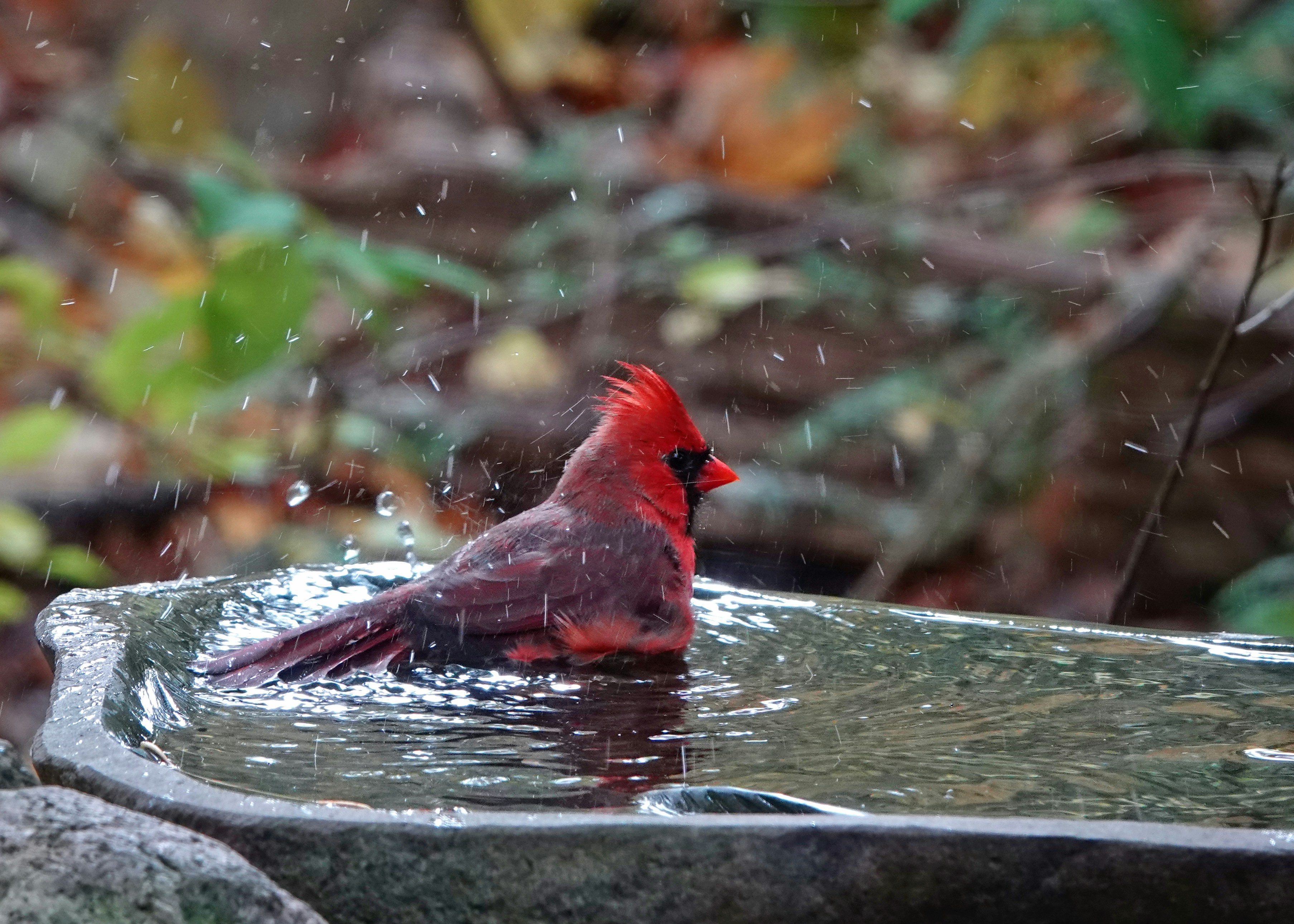 Crimson Cardinal Pauses at a Rain-kissed Birdbath