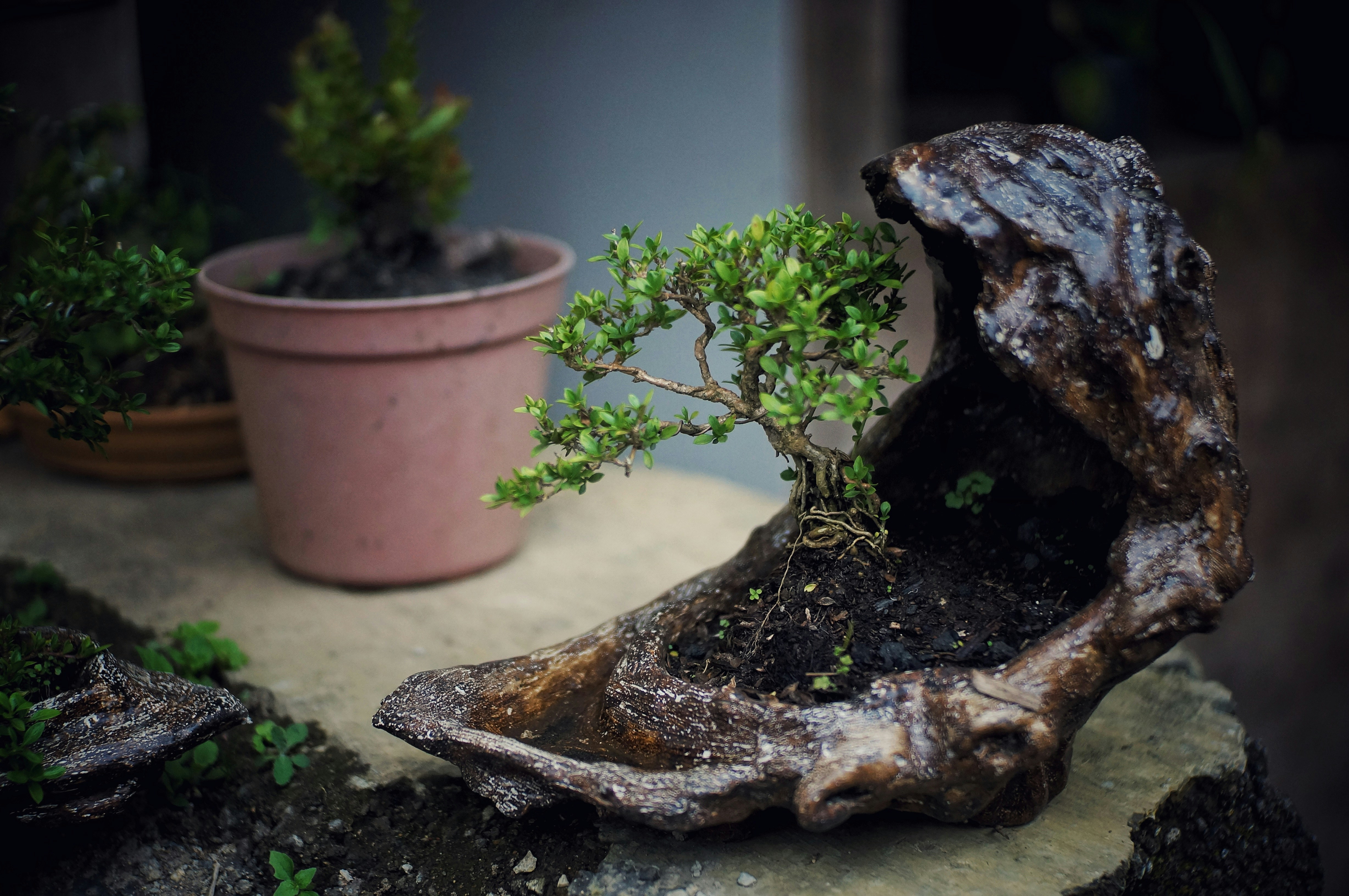 Bonsai Crest: Green Life in a Weathered Rock Nook