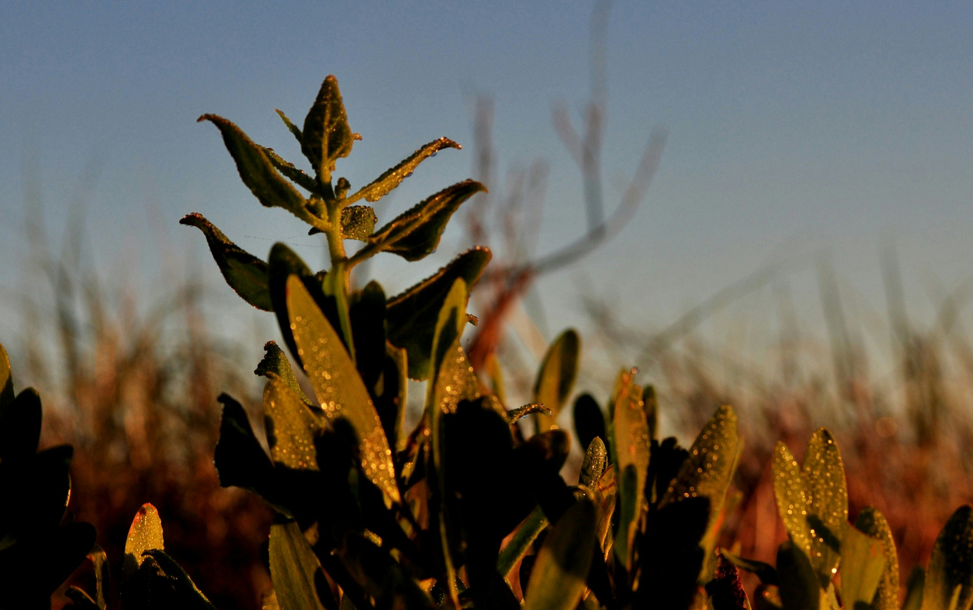 Dewlit Foliage at Dawn: Sharp Foreground Against a Velvet Horizon
