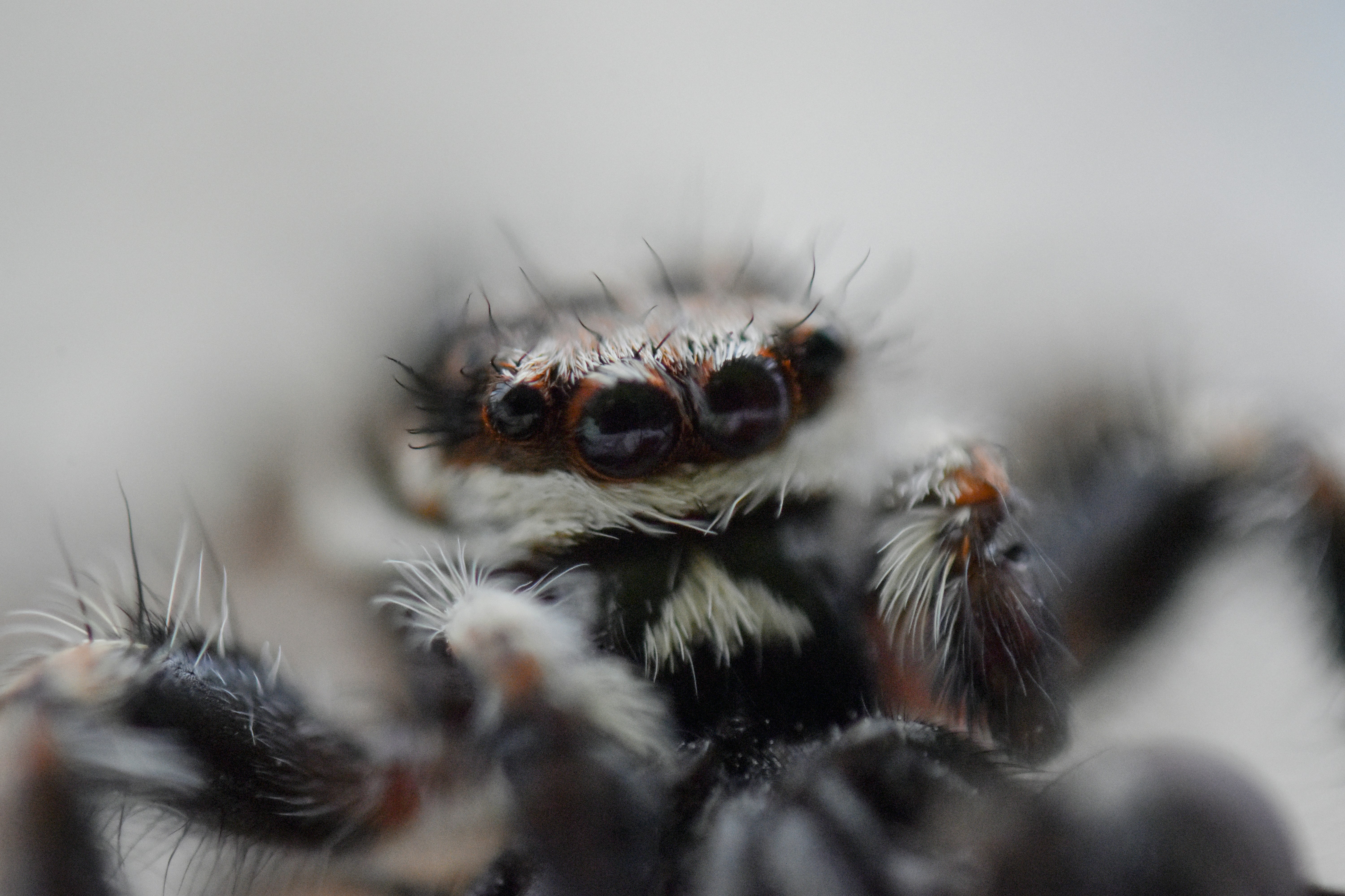 Macro Portrait of a Jumping Spider: Velvet Hairs and Piercing Eyes