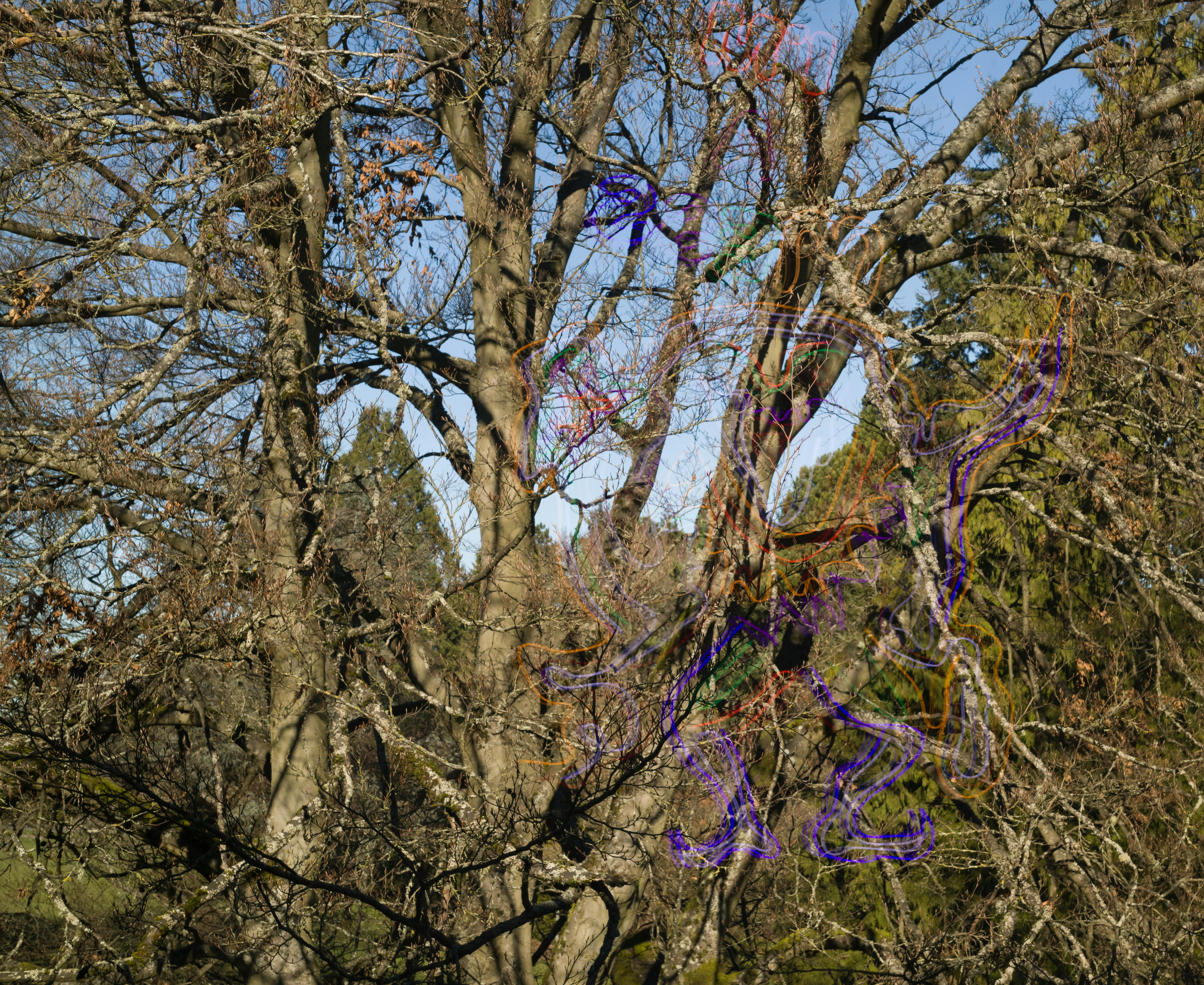 A purple streamer hanging from a tree in a park photo – Free Tree Image ...