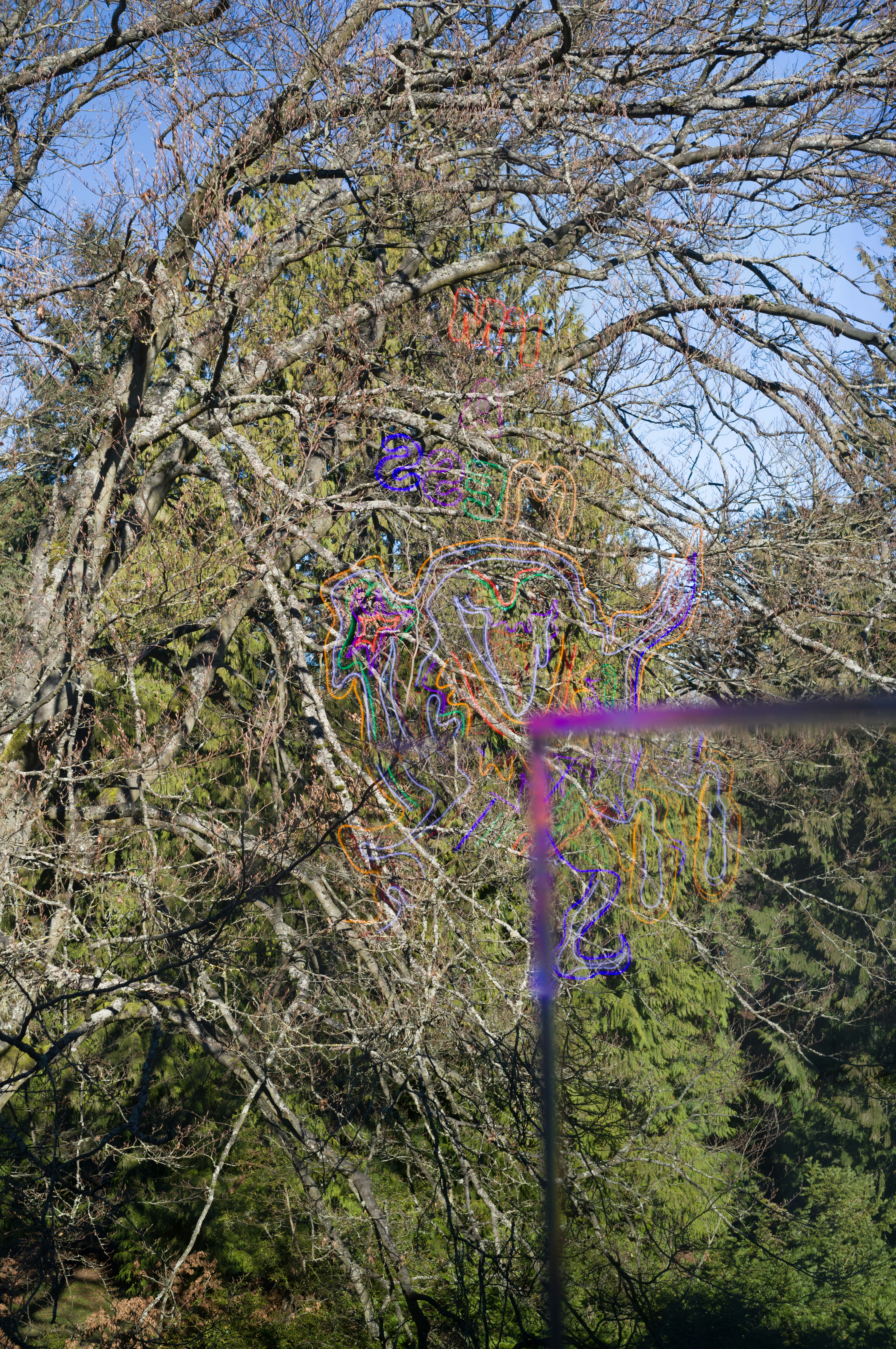 A kite flying through a tree filled forest photo – Free Plant Image on ...