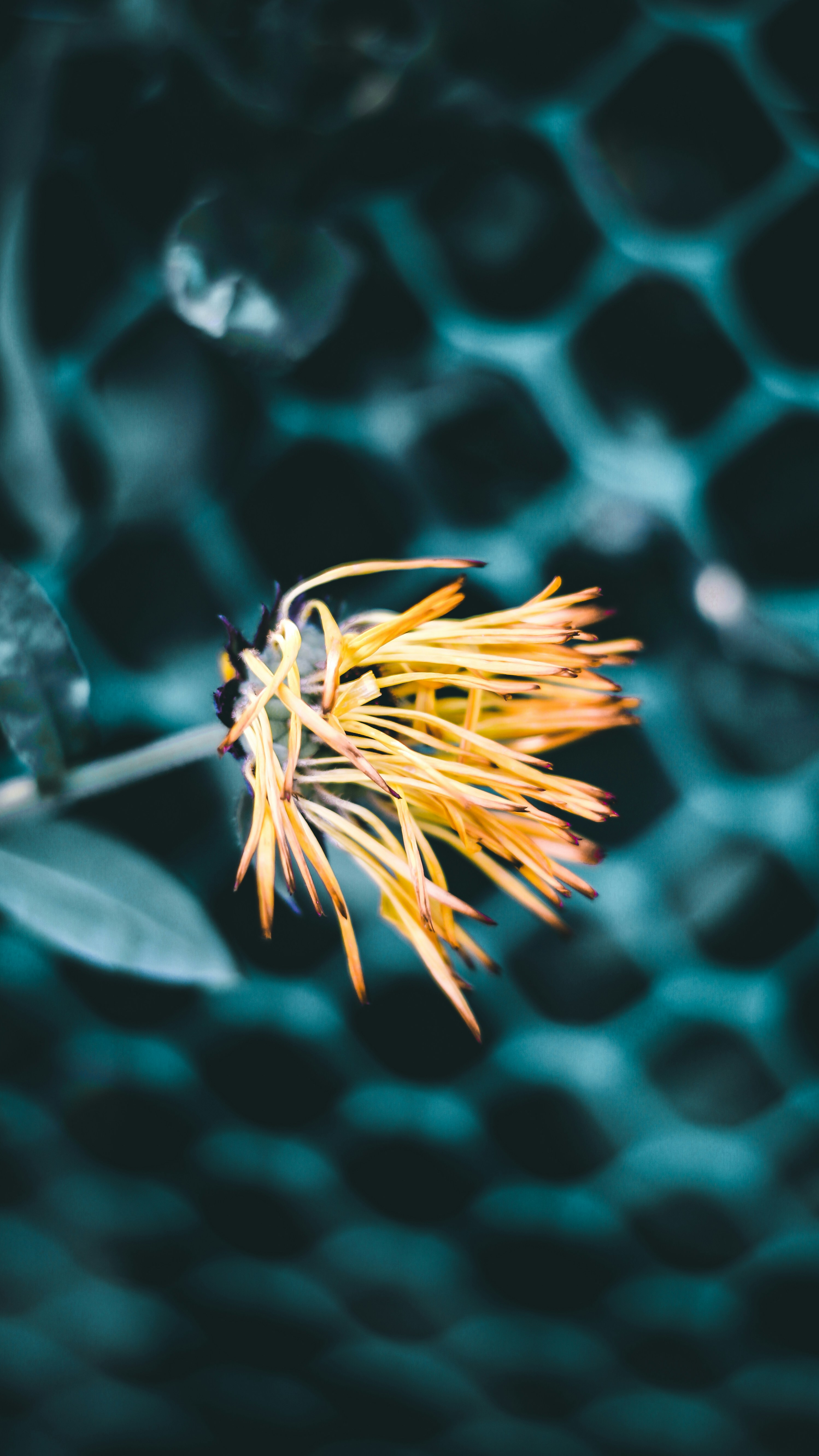 Amber Blossom Against Teal Hex: A Close-Up Study of Color and Pattern