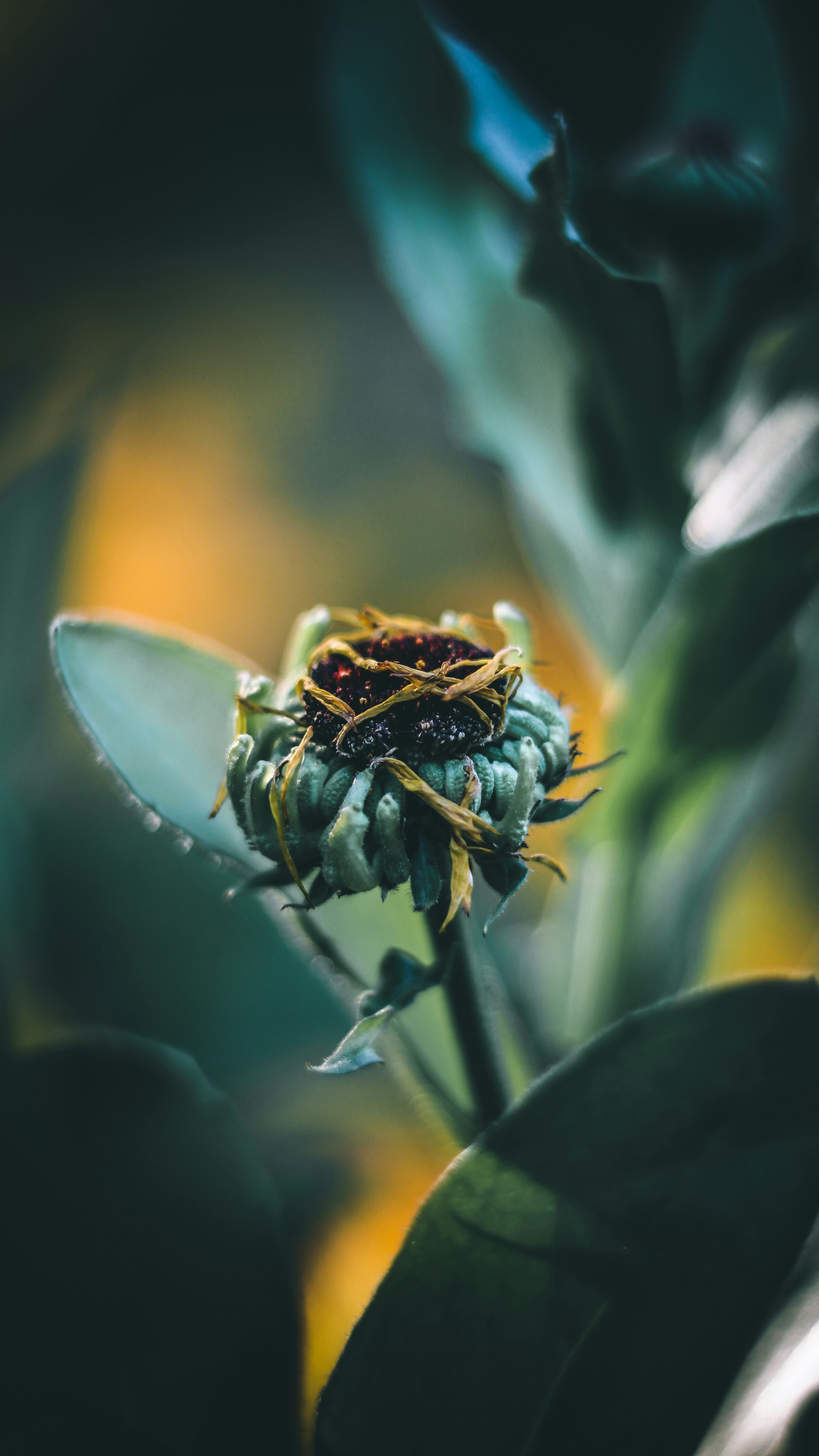 a close up of a flower with a blurry background
