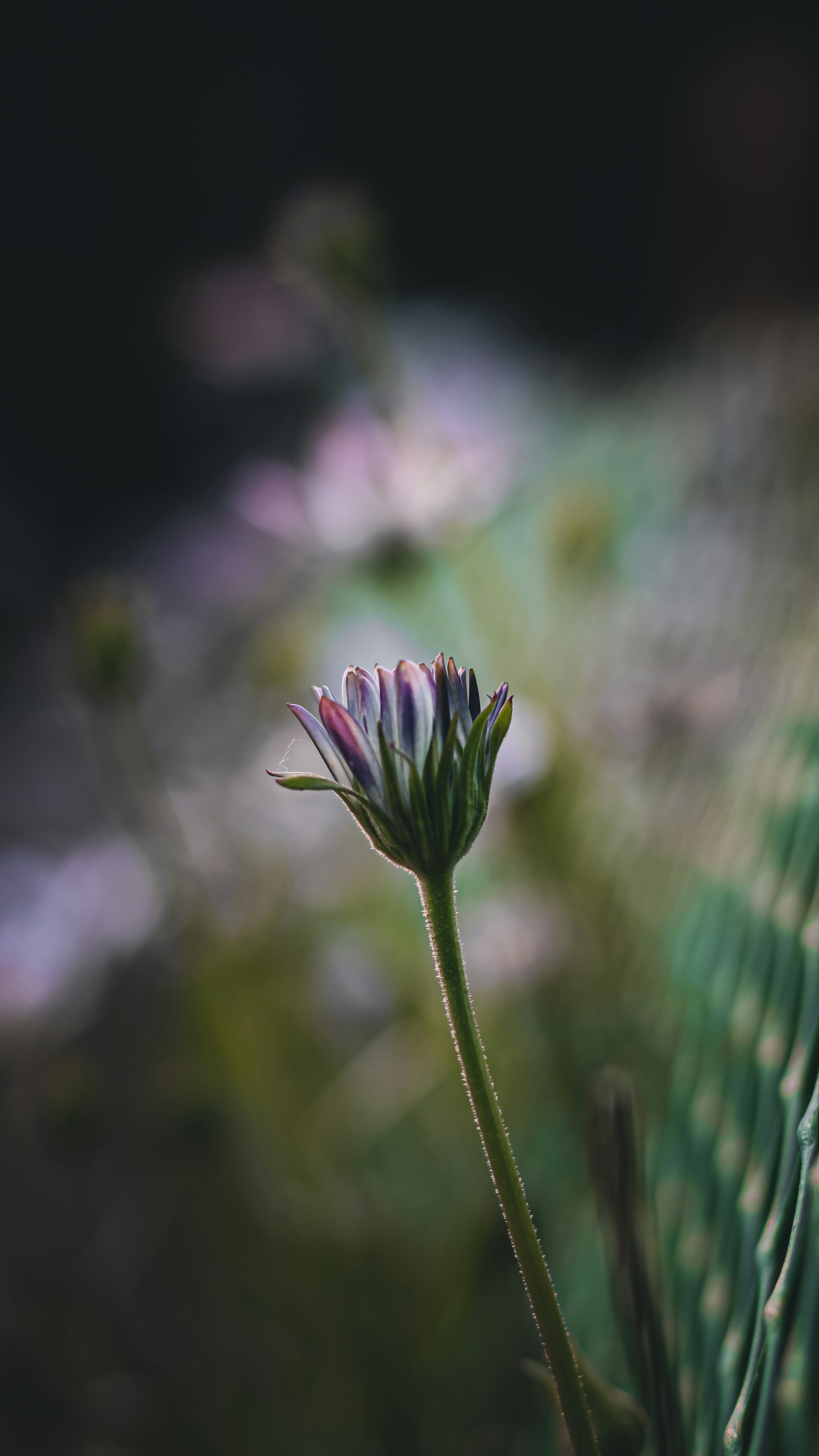 Close-Up of a Delicate Daffodil Bud Reaching Toward the Light