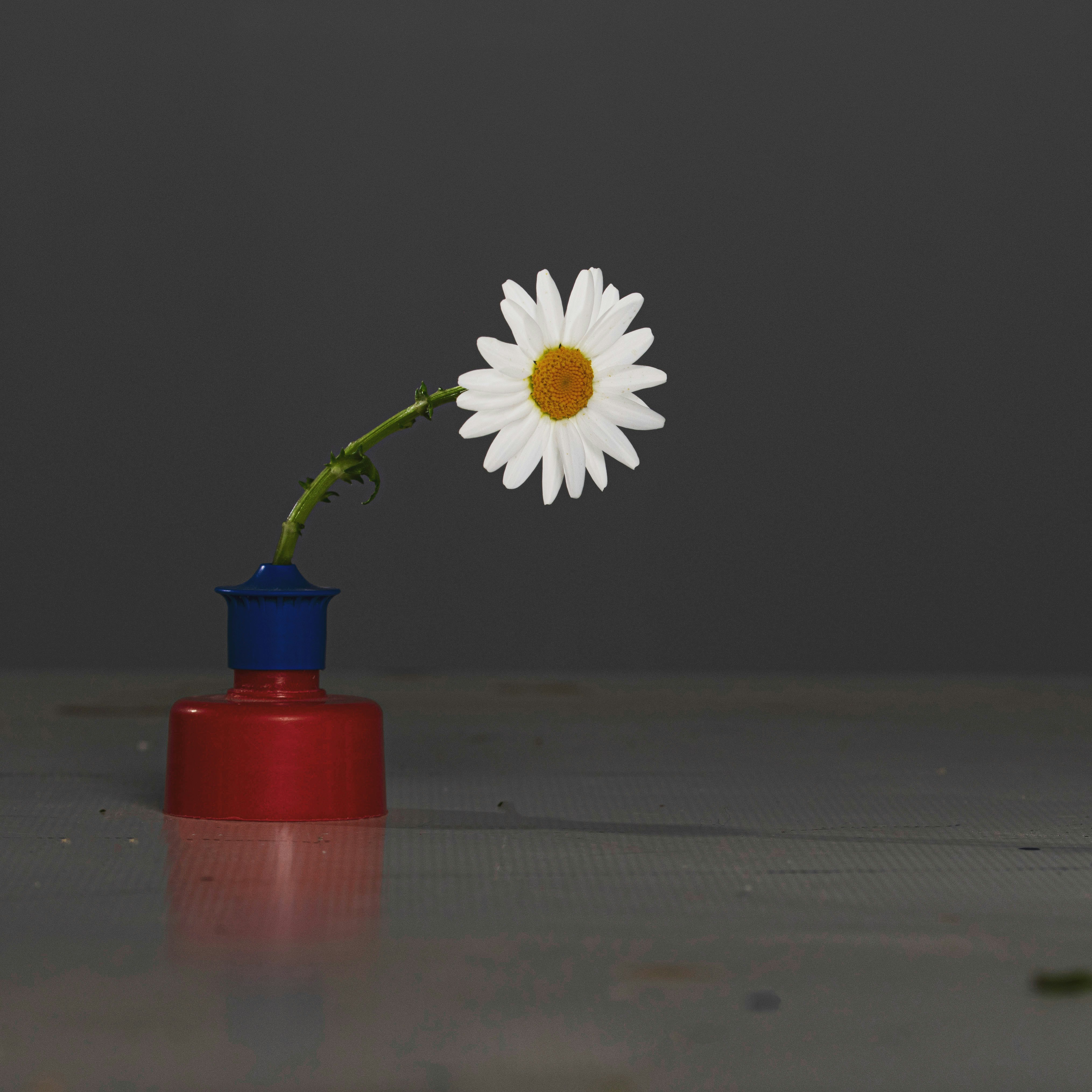Daisy on a Tiny Pedestal: Minimalist Studio Still-Life with Bold Color Contrast