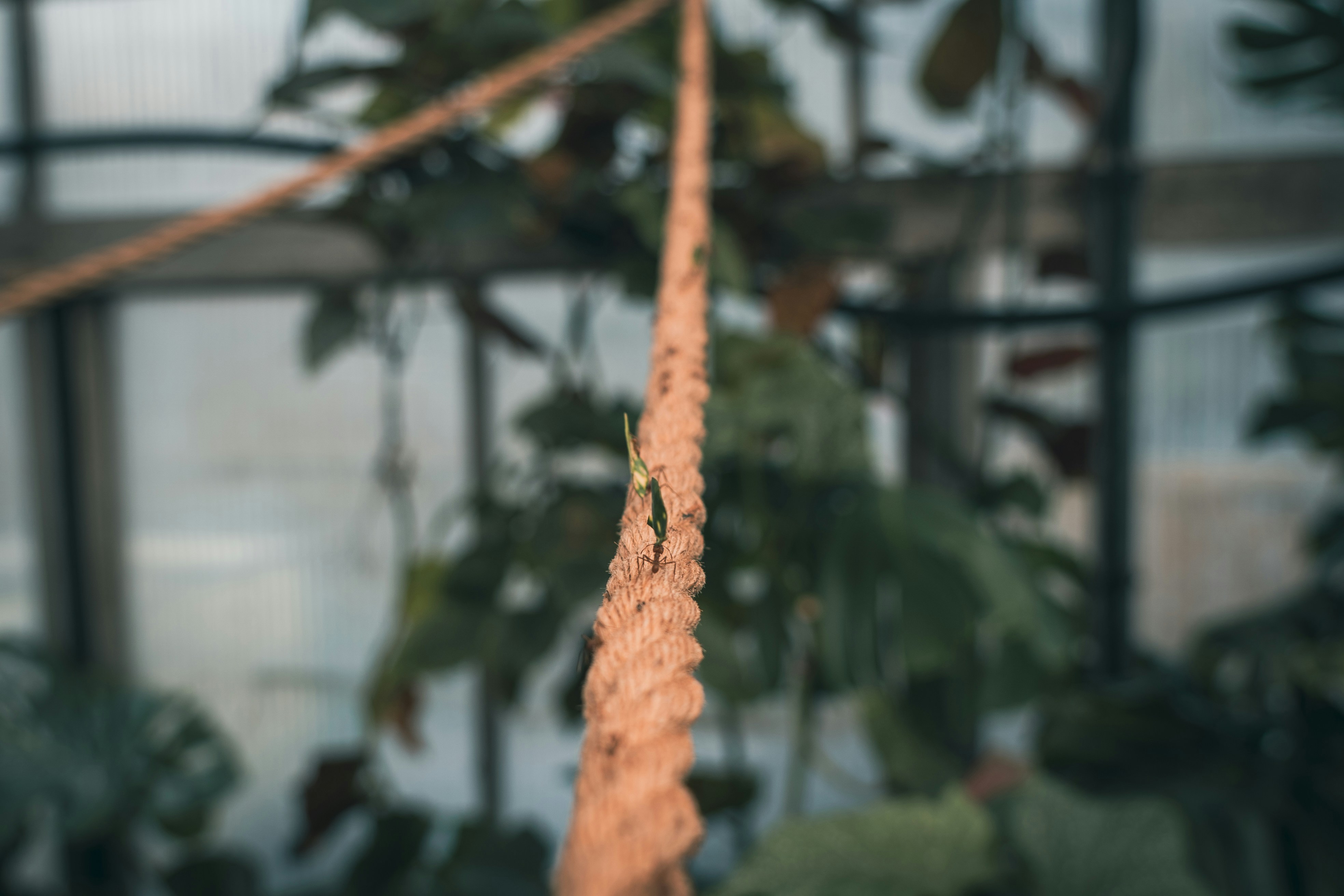 Frayed Rope, Sharp Focus: Textural Study Against a Blurred Greenhouse