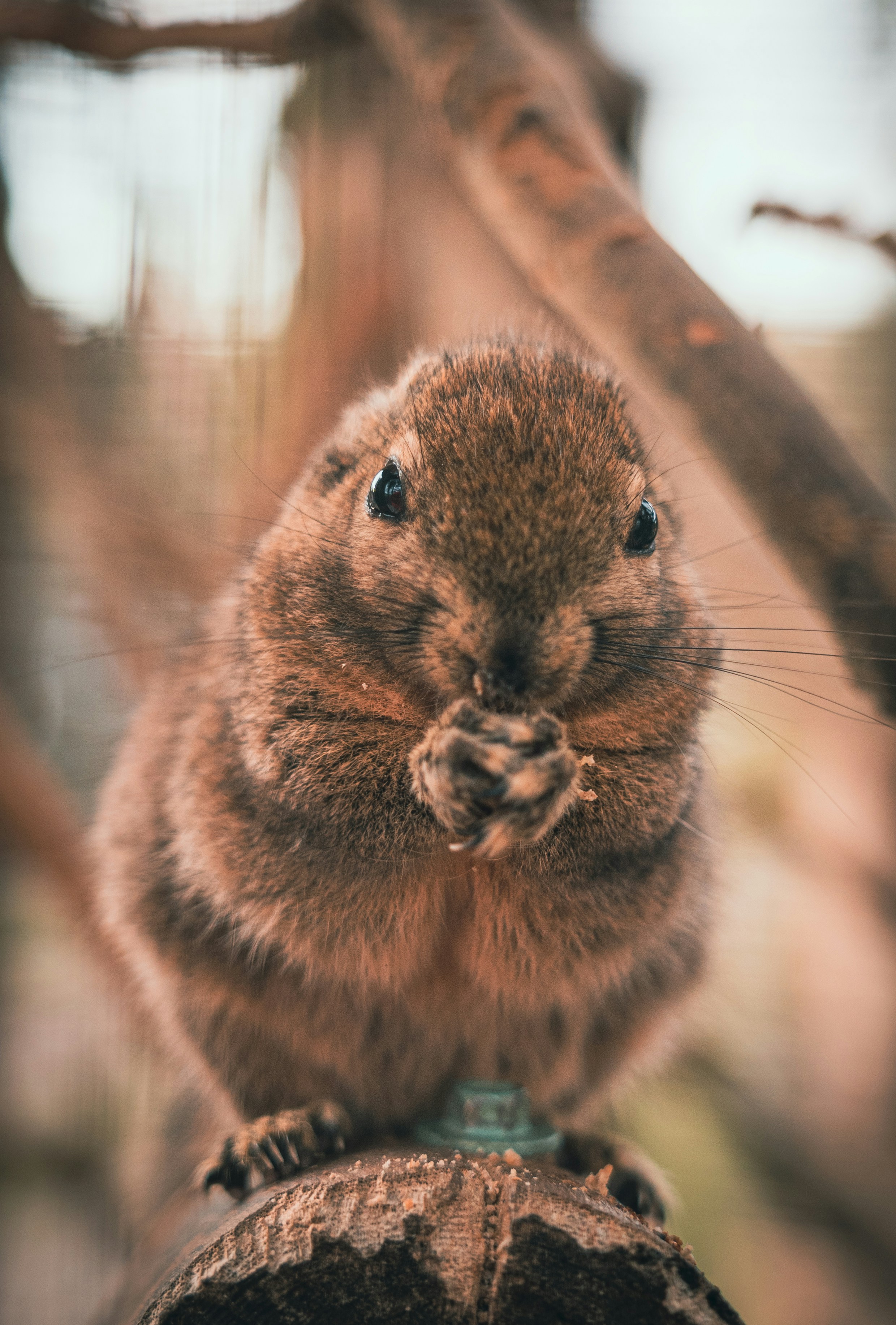 Curious Squirrel Reaches Forward: A Portrait Through the Mesh