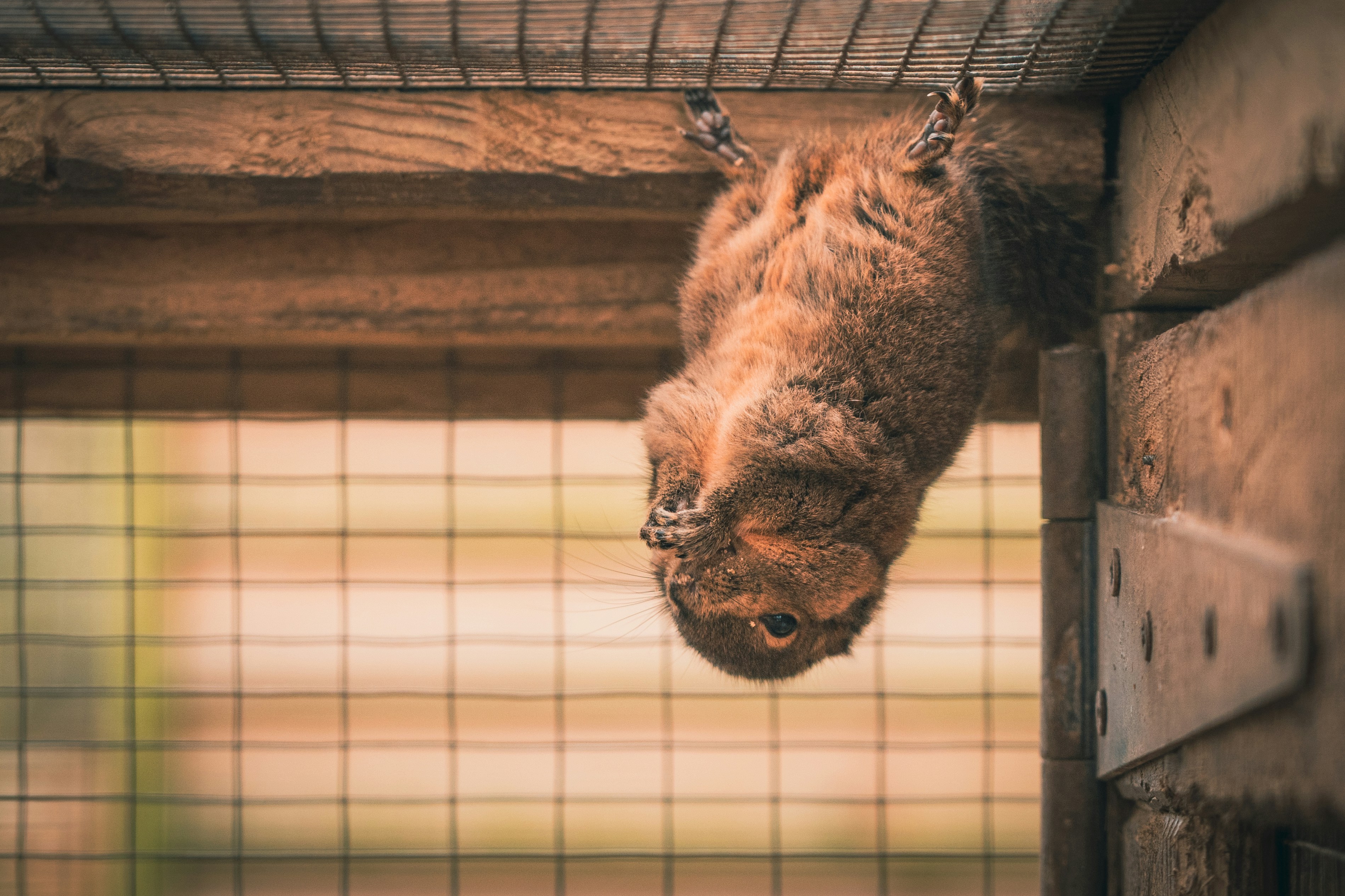 Cloaked in Twilight: A Red Bat Clings to a Wooden Loft