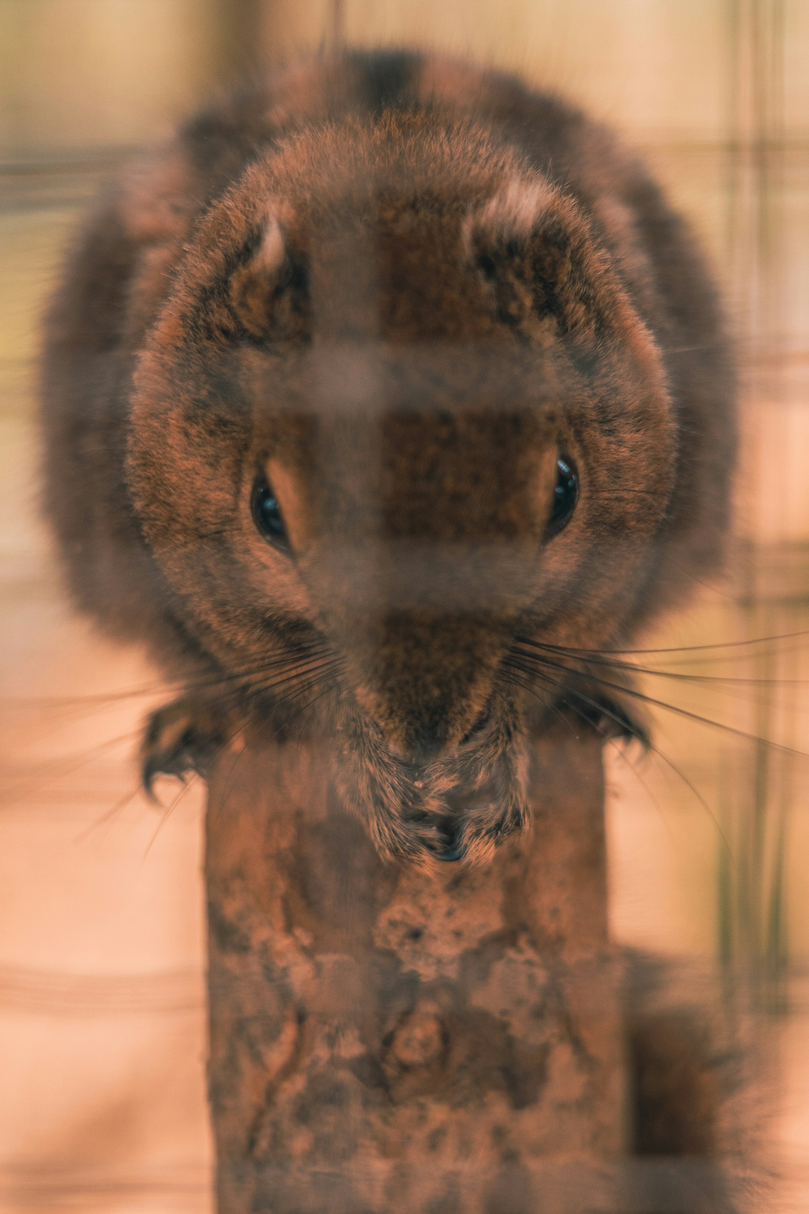 Gaze Through Glass: A Tiny Rodent's Quiet Inquiry