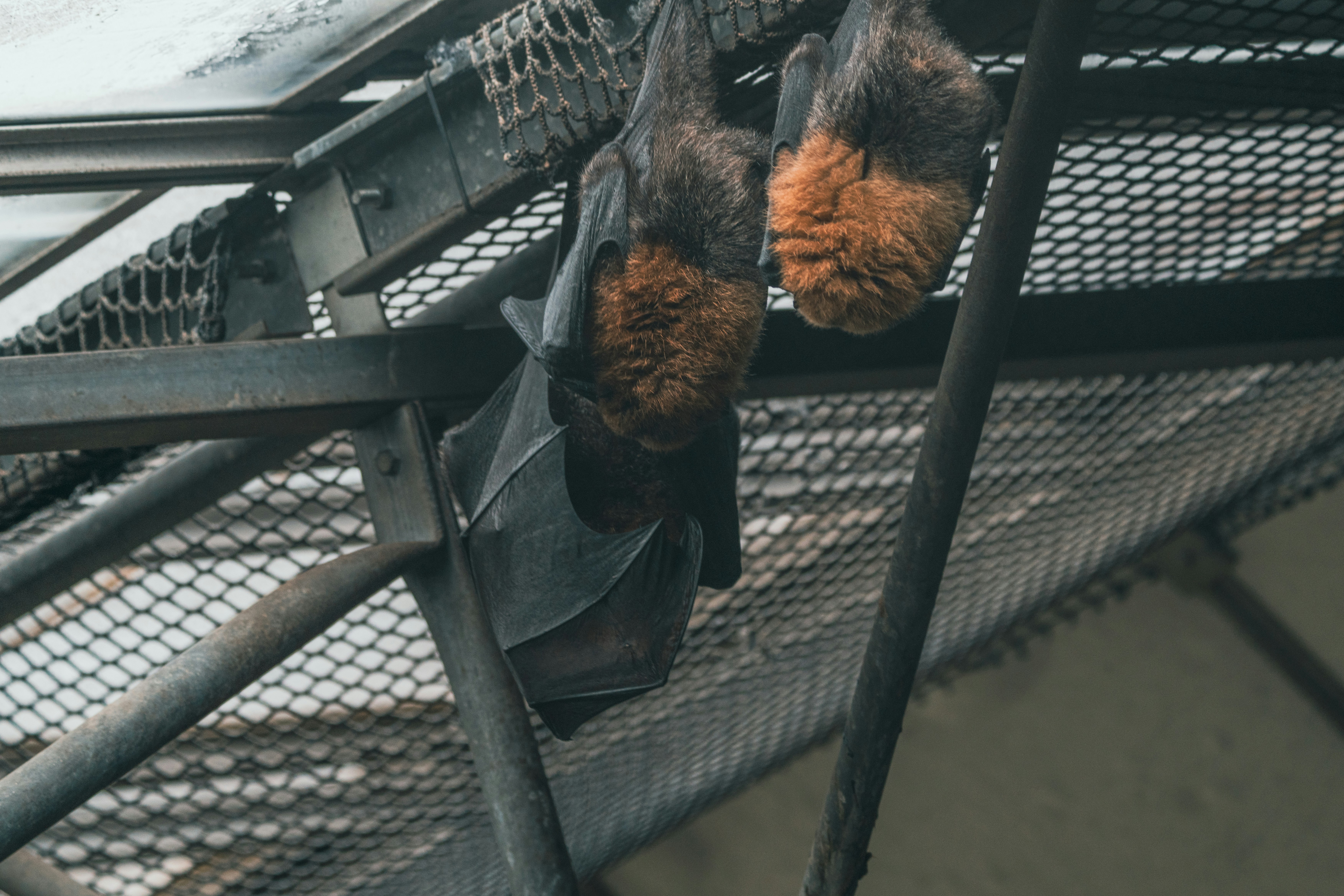 A bat hanging upside down on a metal fence photo – Free Milnthorpe ...