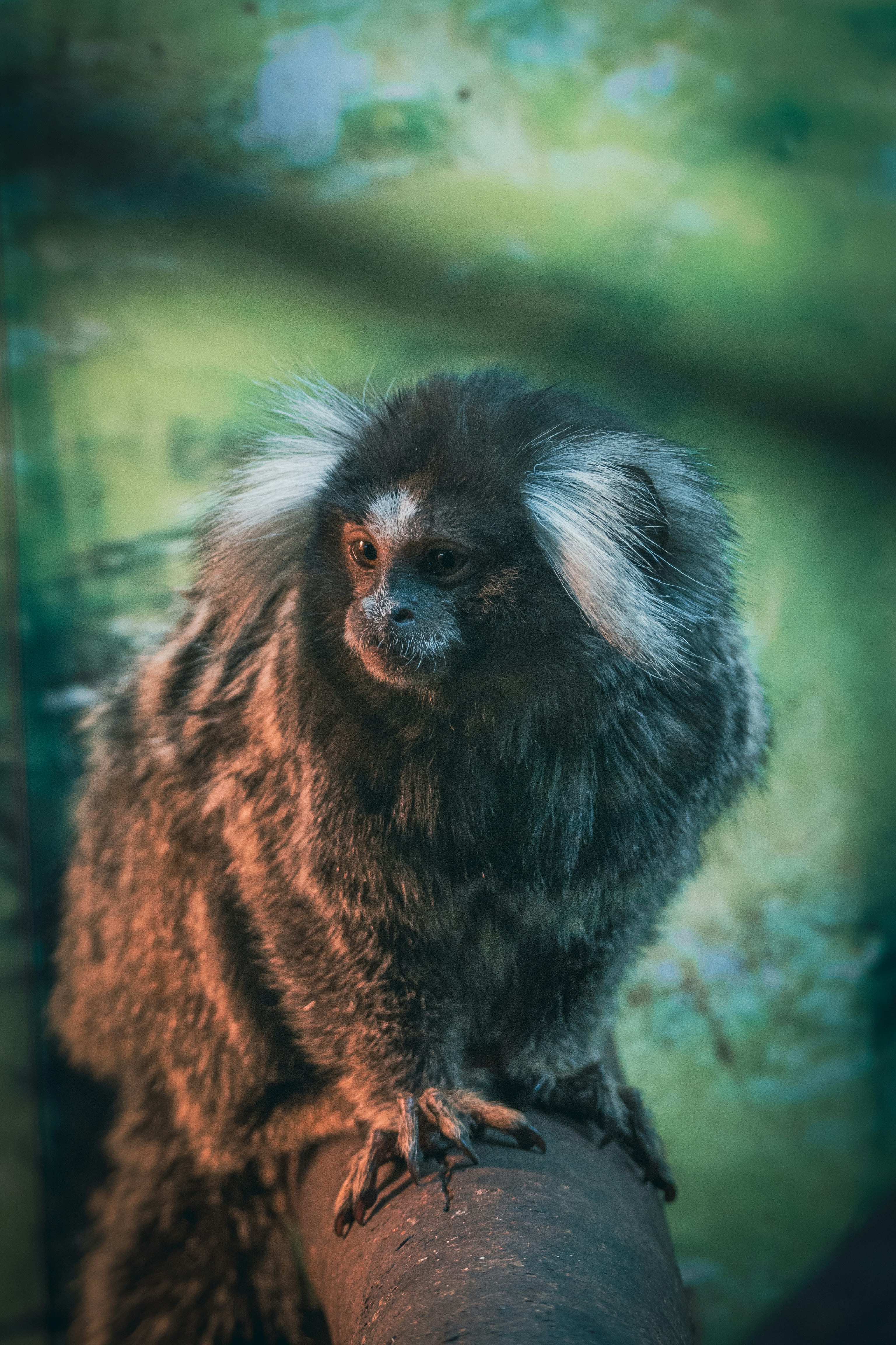 Un singe assis au sommet d’une branche d’arbre photo – Photo Milnthorpe ...