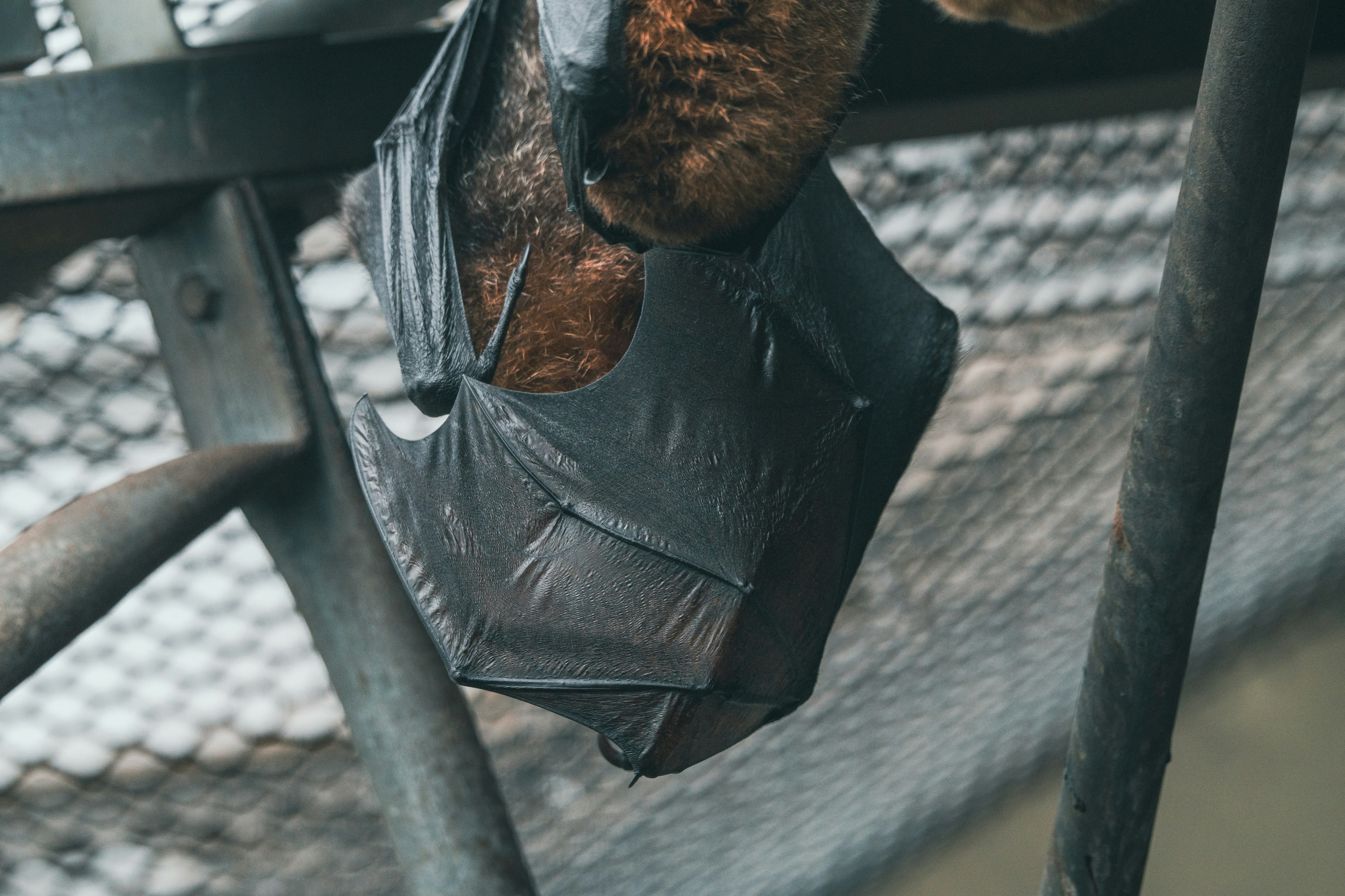 A bat hanging upside down on a fence photo – Free Wildlife Image on ...
