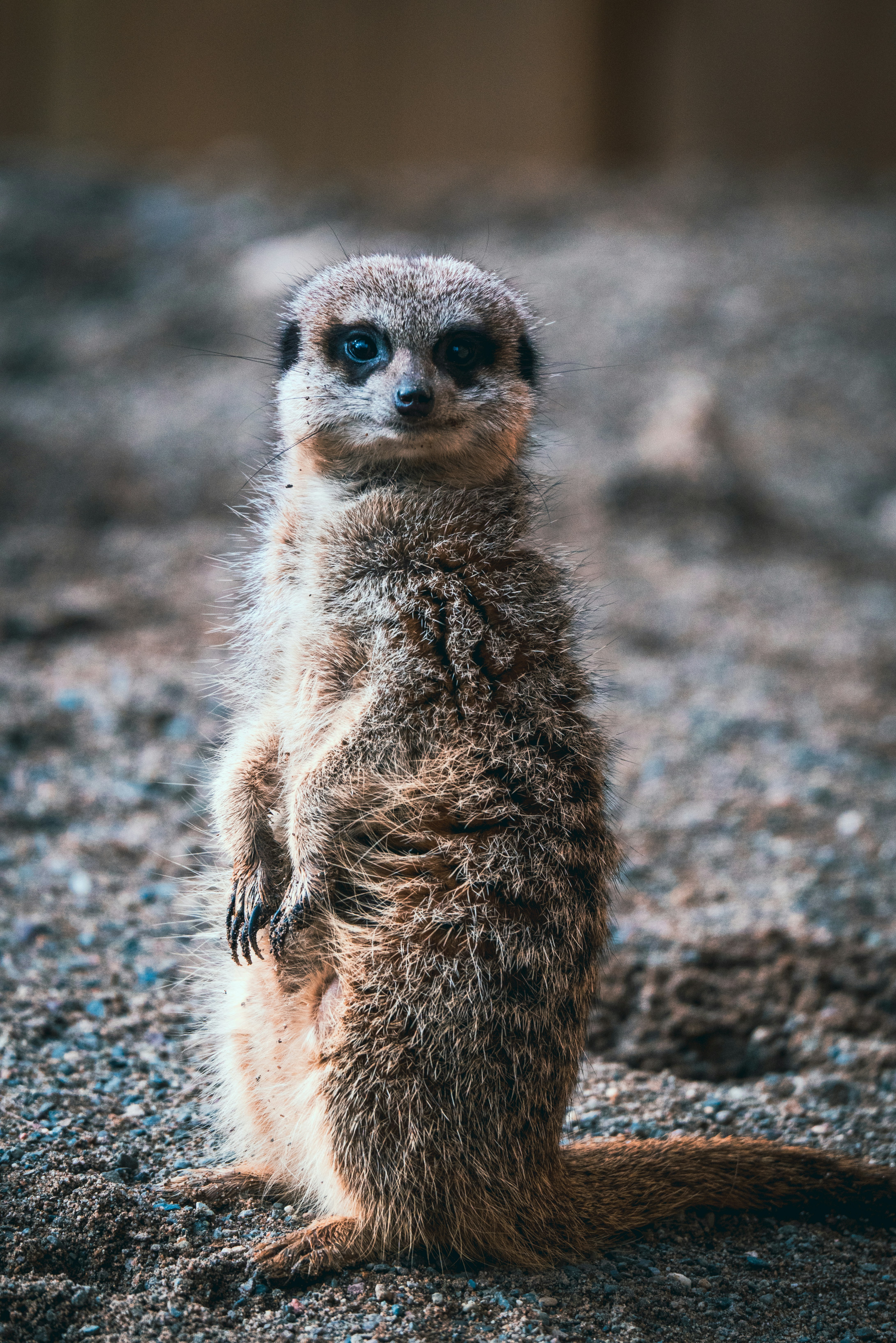 A small meerkat standing on its hind legs photo – Free Uk Image on Unsplash