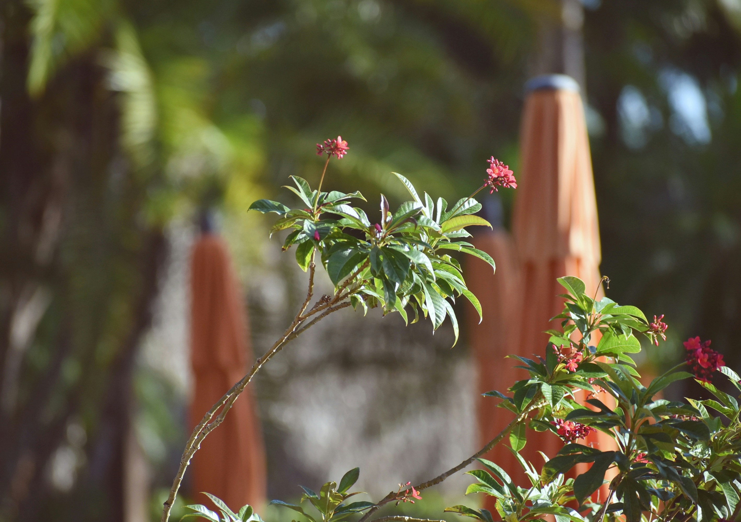 A vibrant branch adorned with pink flowers stands out against a blurred backdrop of orange umbrellas and lush greenery.