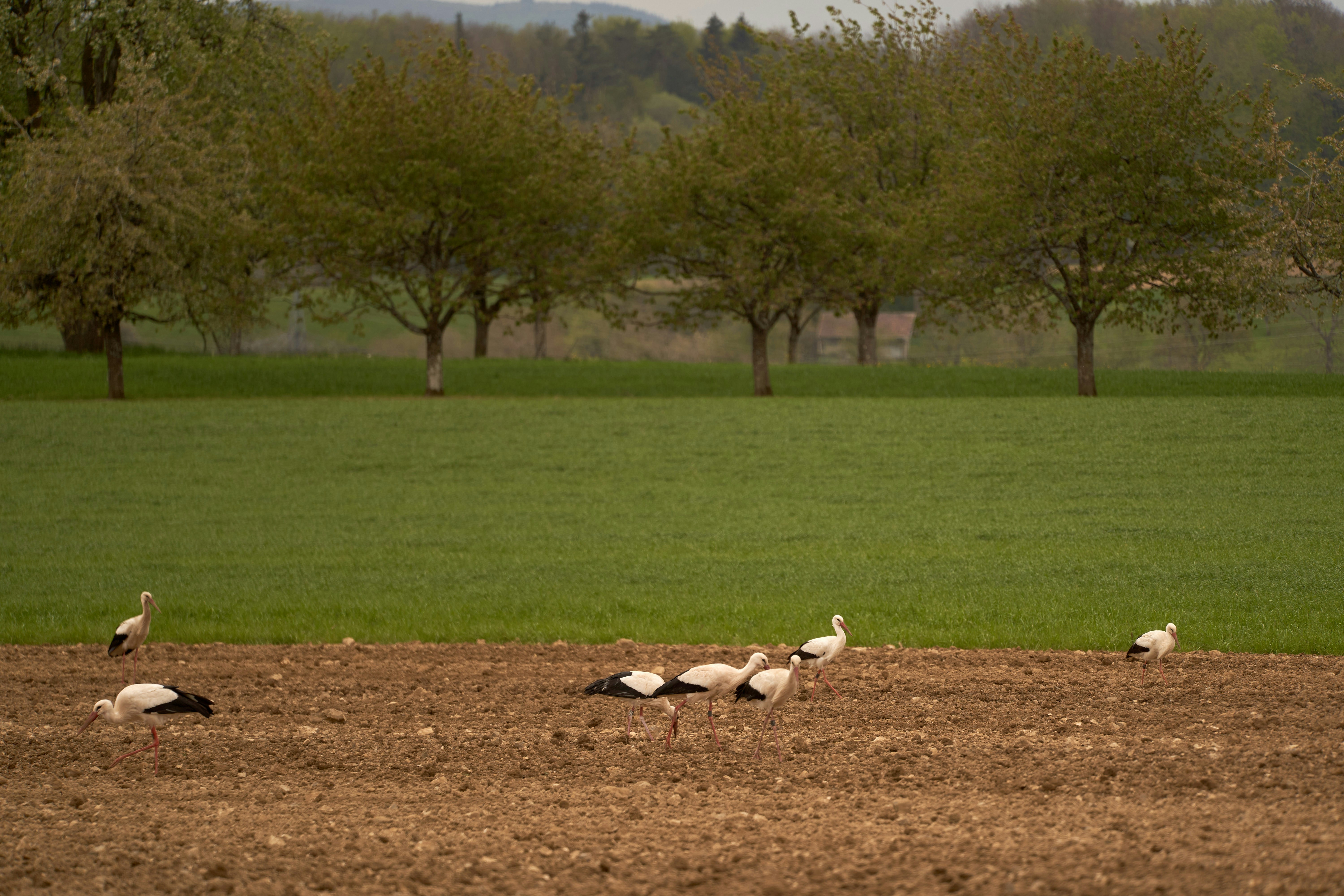 A flock of birds standing on top of a dirt field photo – Free Nature ...