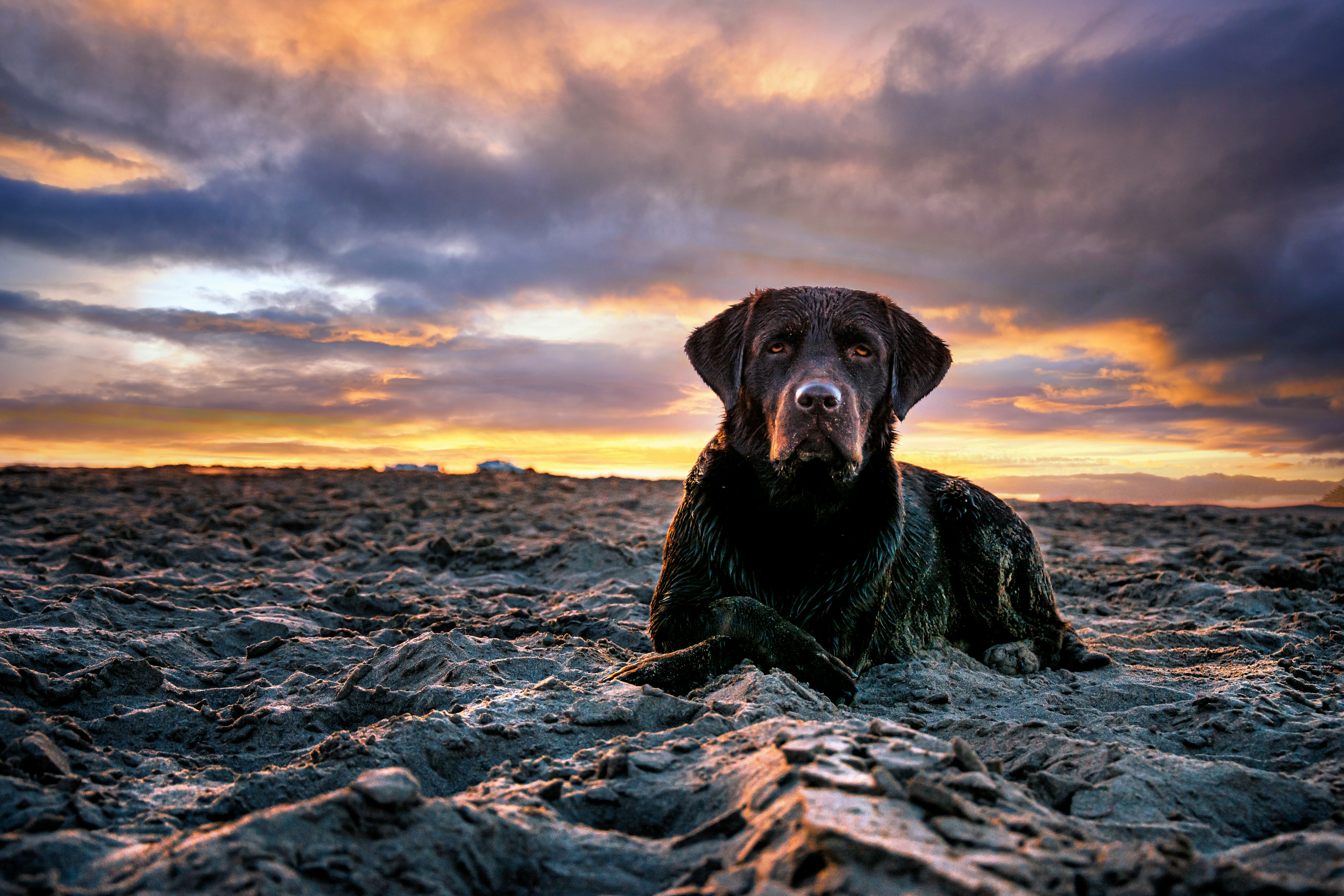 Dusk Watcher: A Labrador on the Fiery Shore