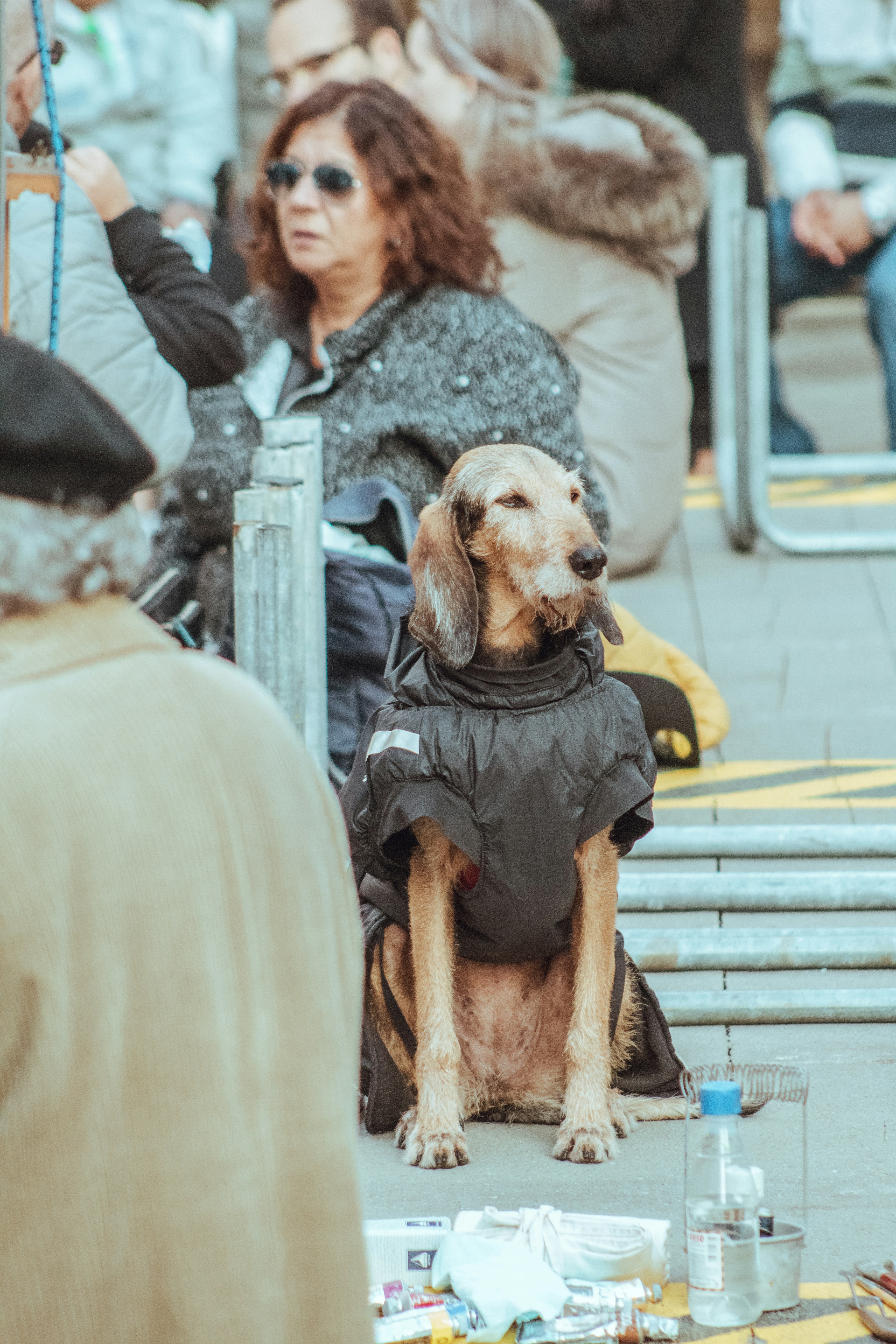 Proud hound in a dark jacket among daytime spectators