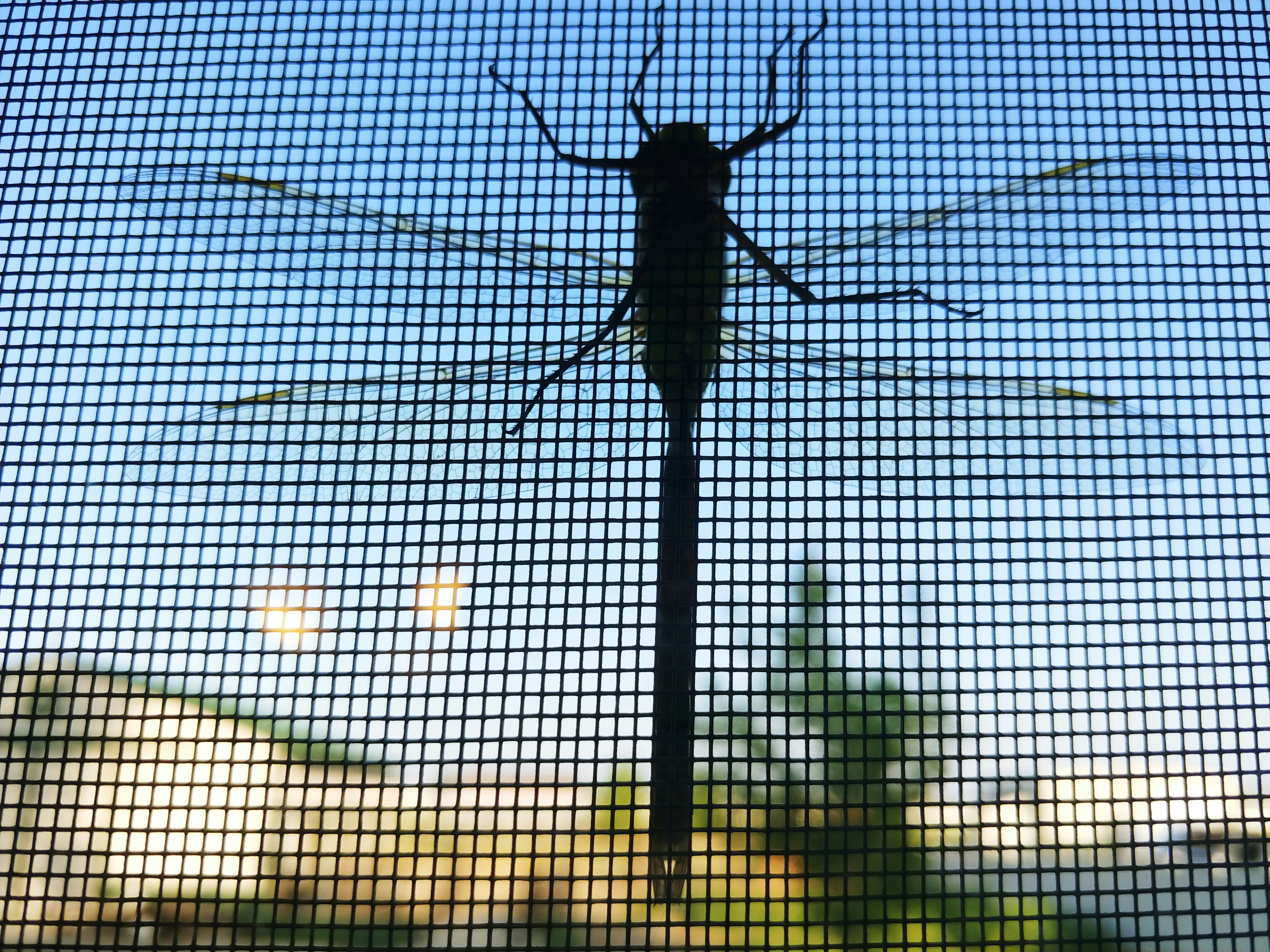 Photograph of a dragonfly perched on a window screen, the grid pattern in sharp relief in the foreground. The blurred cityscape and blue sky form a tranquil backdrop.