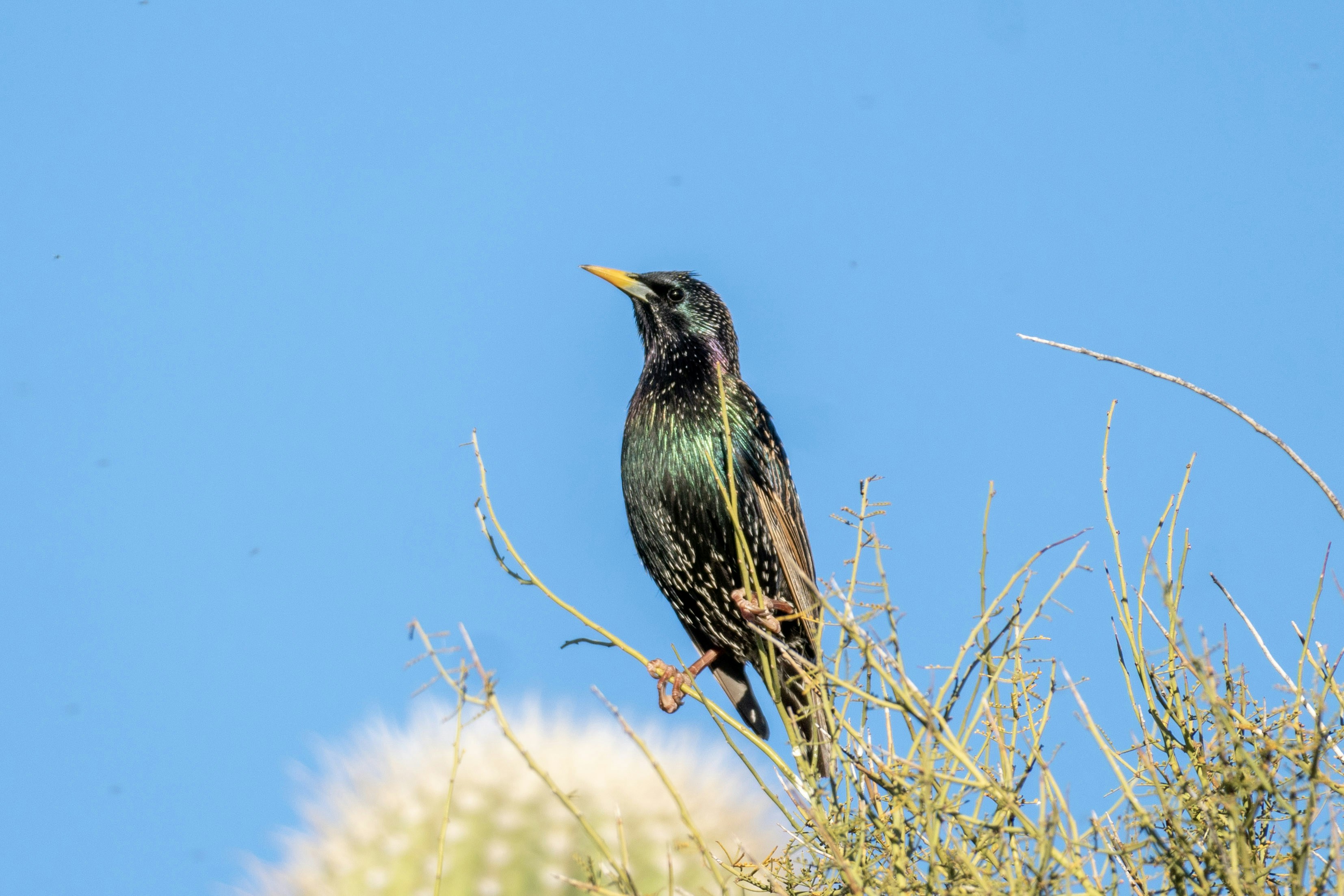 Iridescent Perch: A Colorful Songbird on Desert Scrub