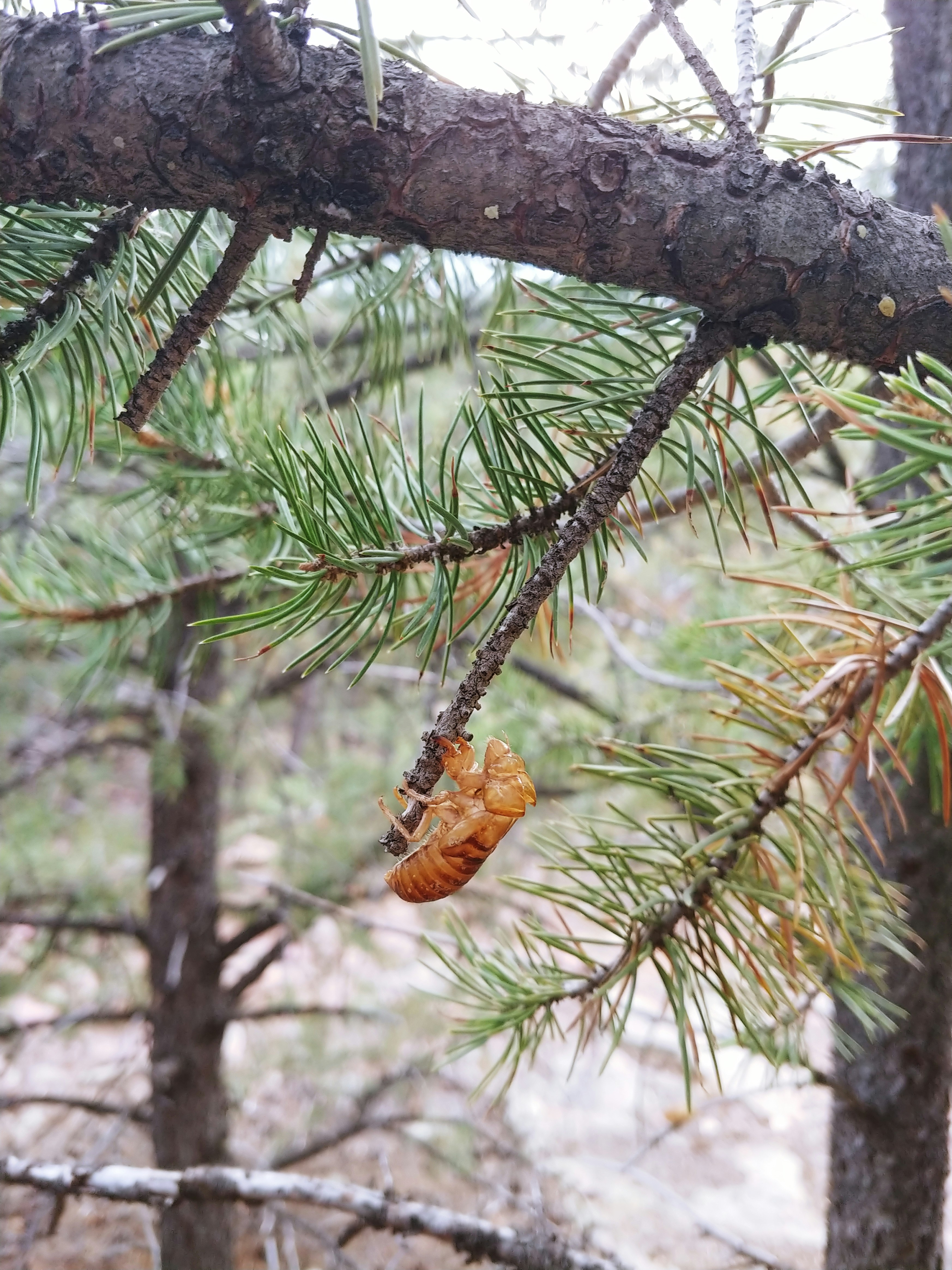 A cicada shell clings to a pine branch amidst a lush forest backdrop, showcasing the cycle of life and nature's transformations.
