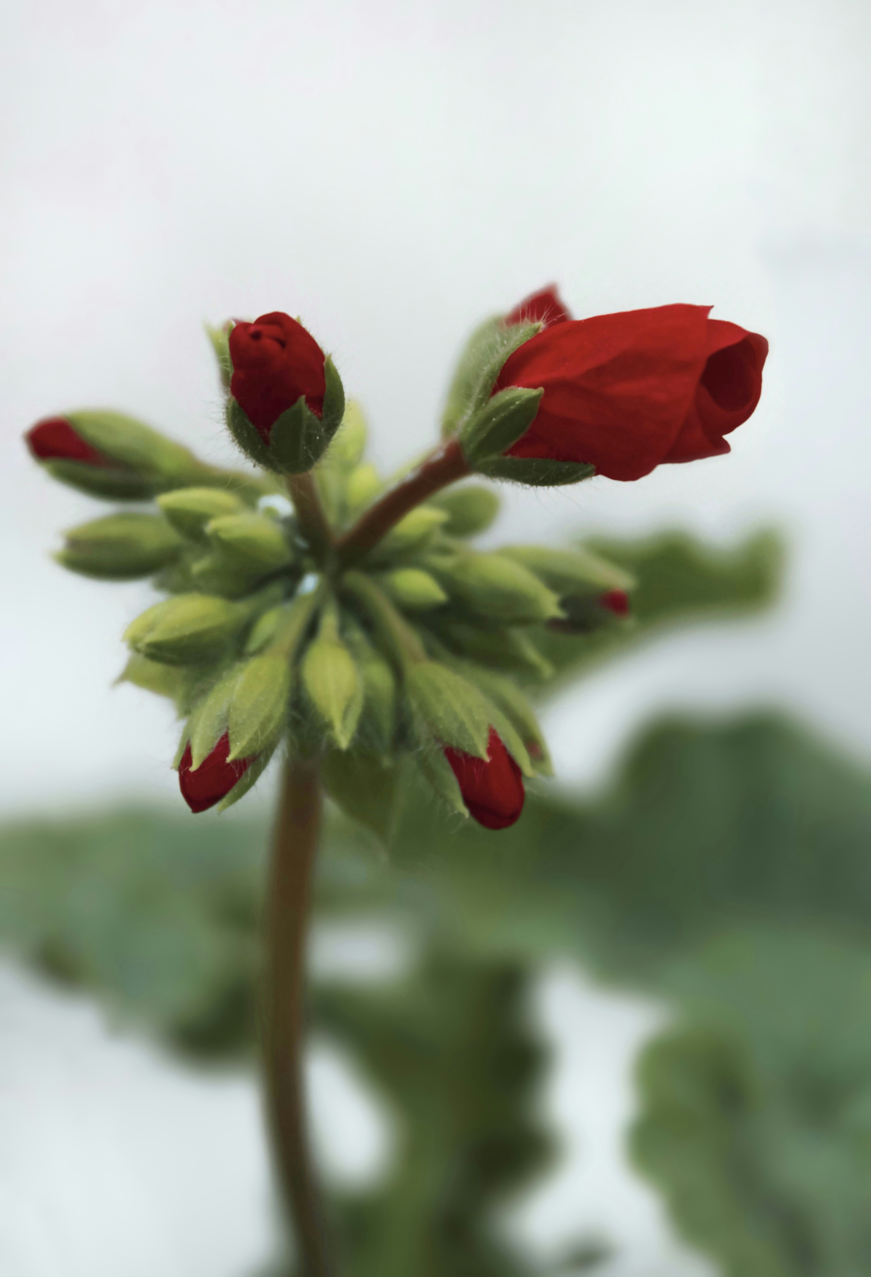 Scarlet Buds in Soft Focus: A Delicate Geranium Moment