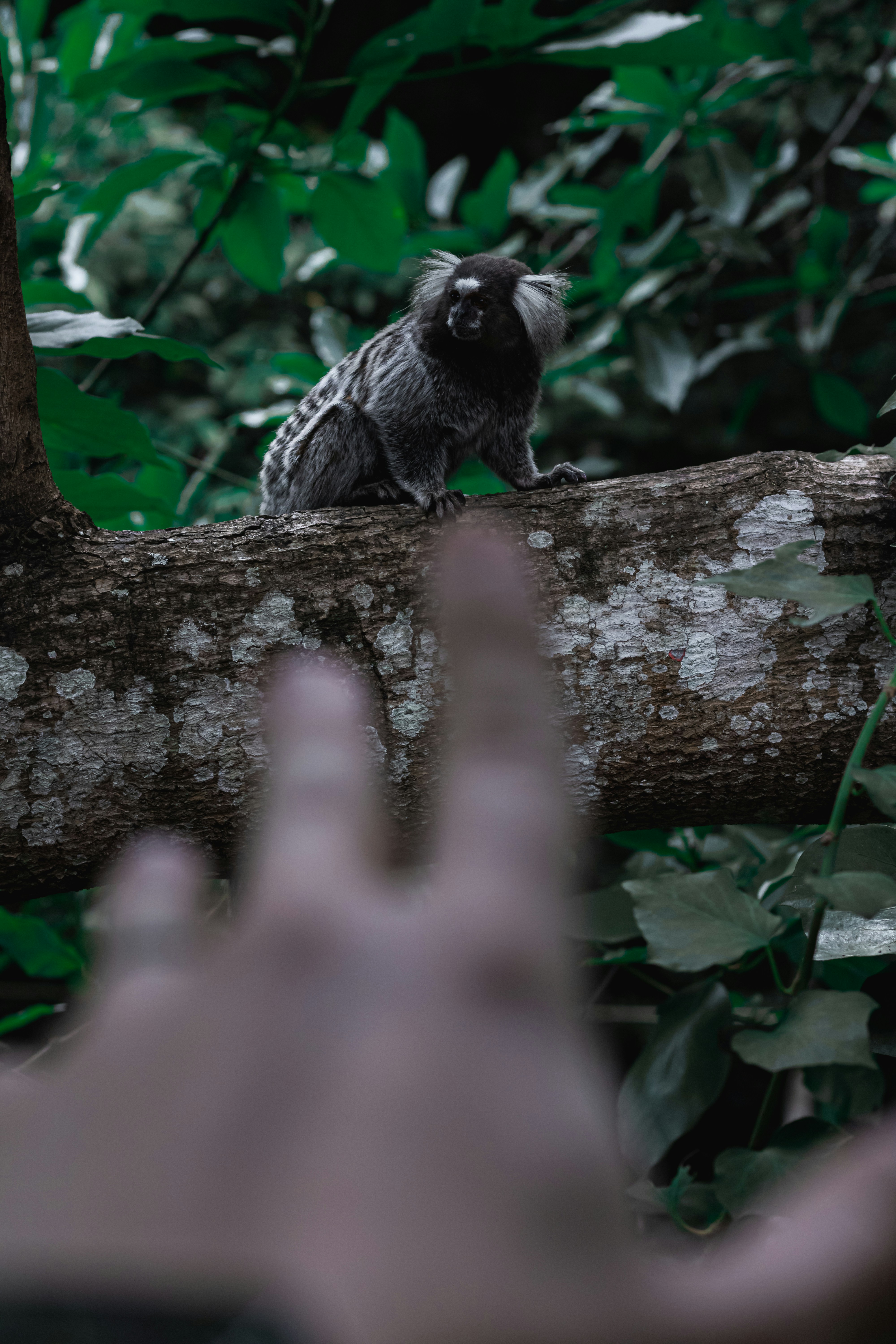 Curious Forest Dwellers: Tiny Monkey on a Mossy Log as a Reaching Hand Intrudes