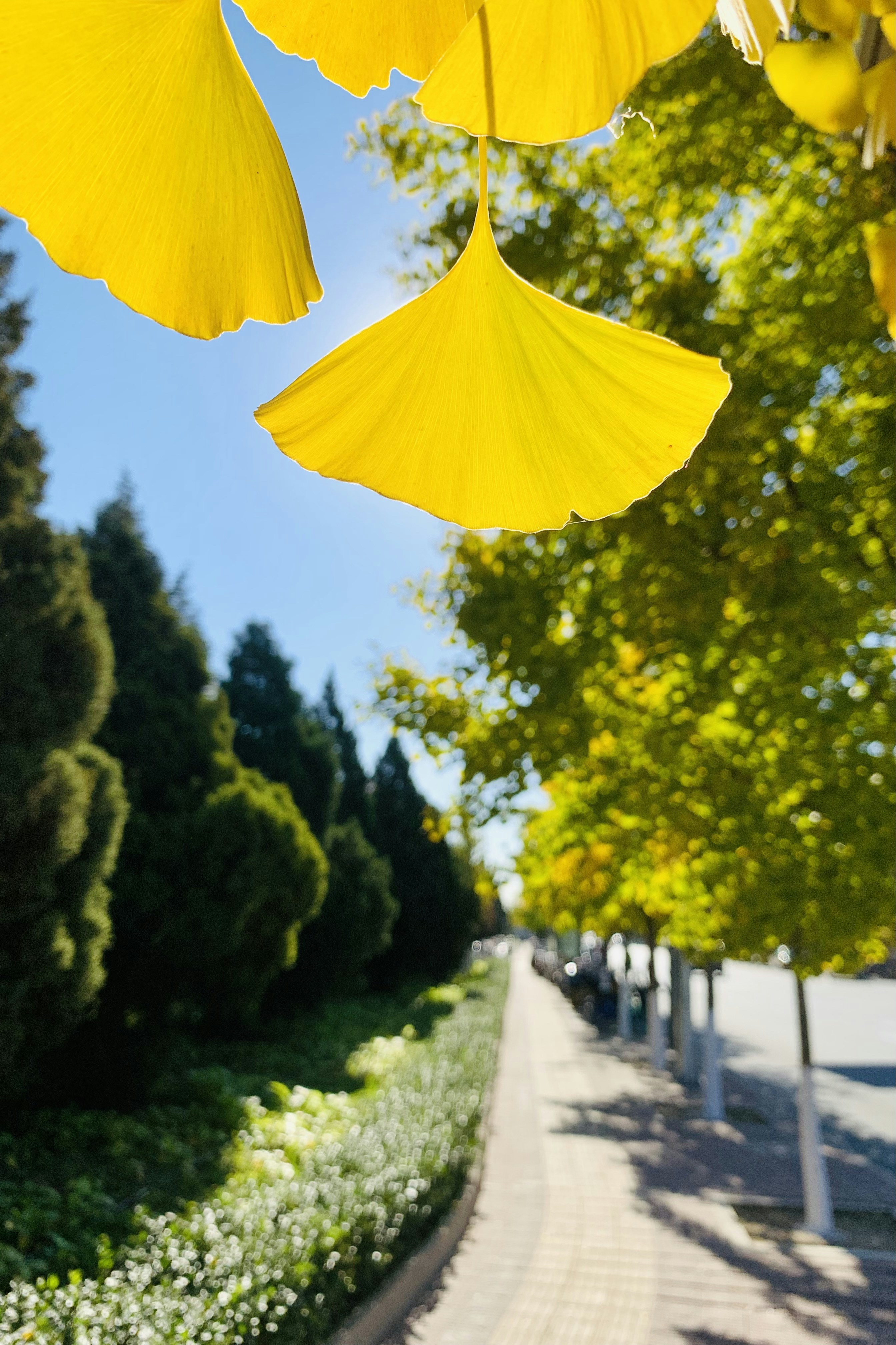 Foto Una flor amarilla colgando del costado de un árbol – Imagen Planta ...