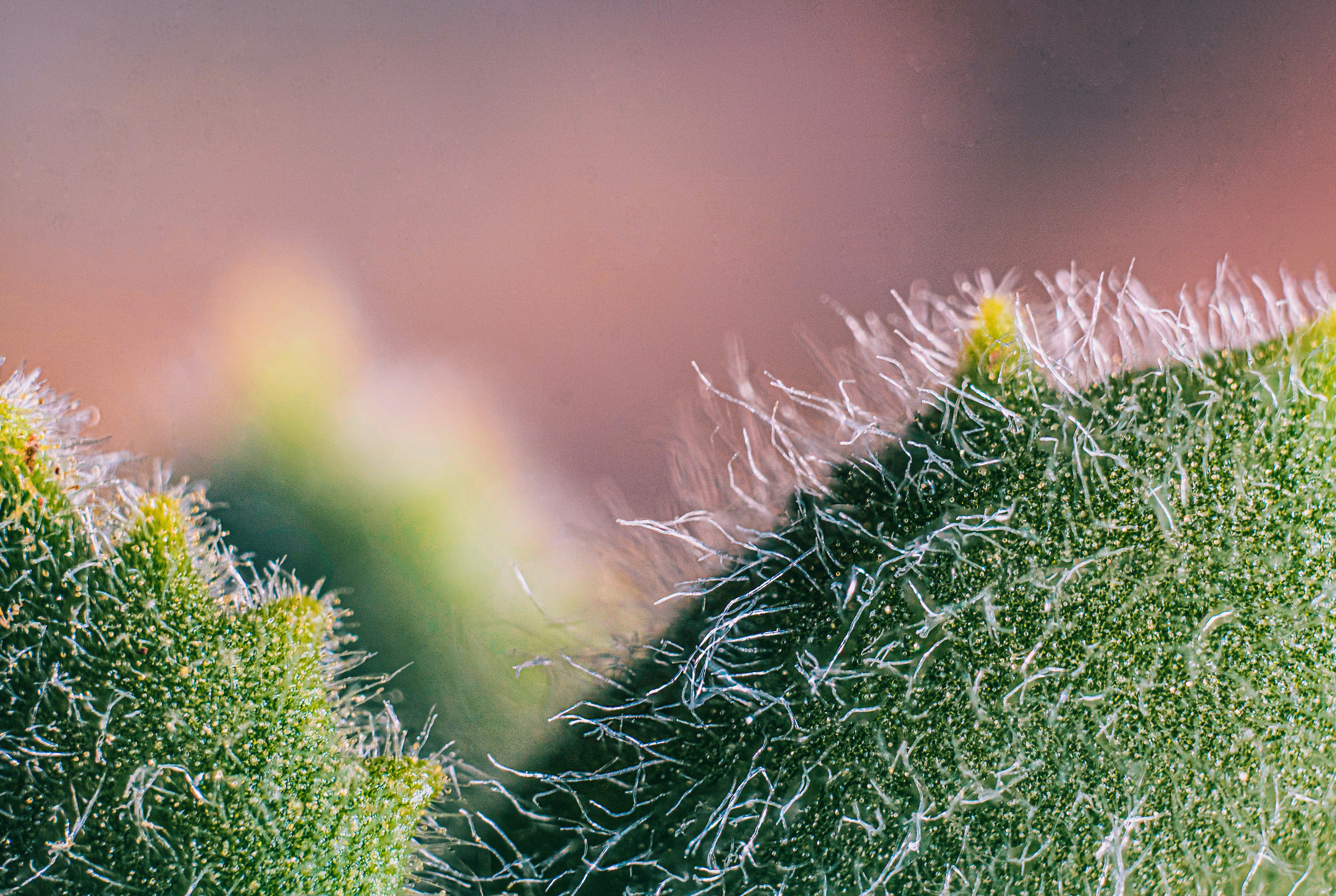 Prickly Green: A Morning of Dew on Hairy Cactus Edges