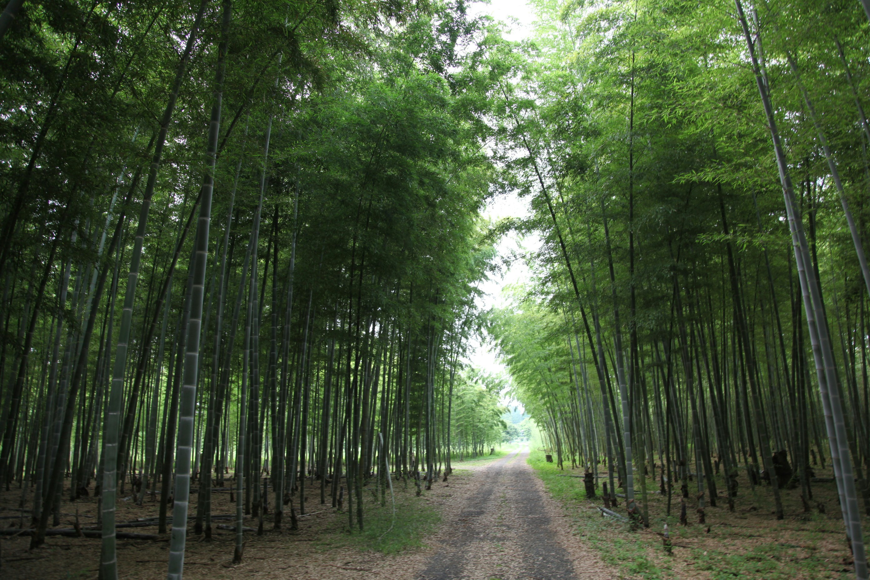 Emerald Corridor: A Sunlit Gate at the End of a Bamboo Path