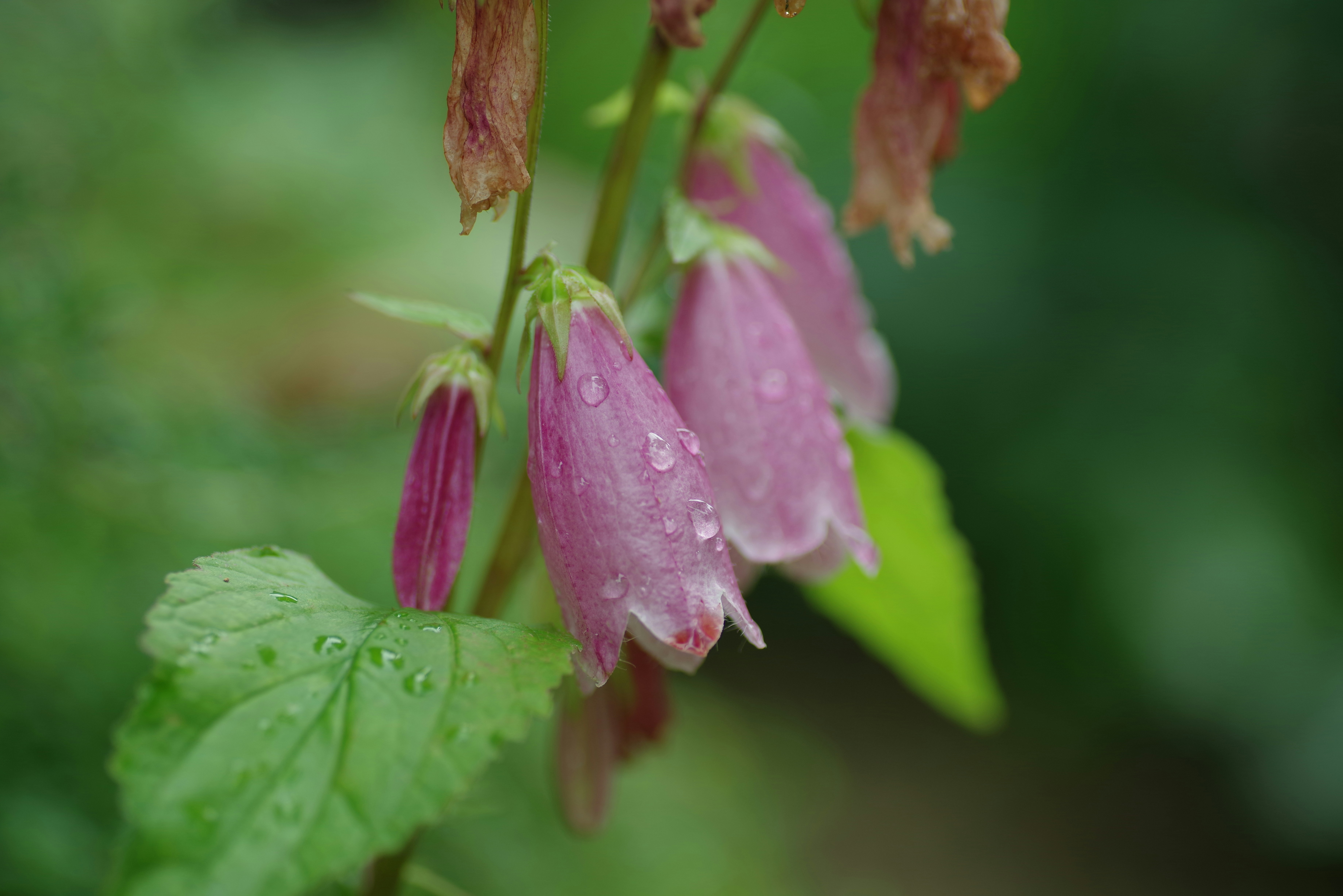 Dew-kissed Bellflowers: Quiet Pink in a Green Cage