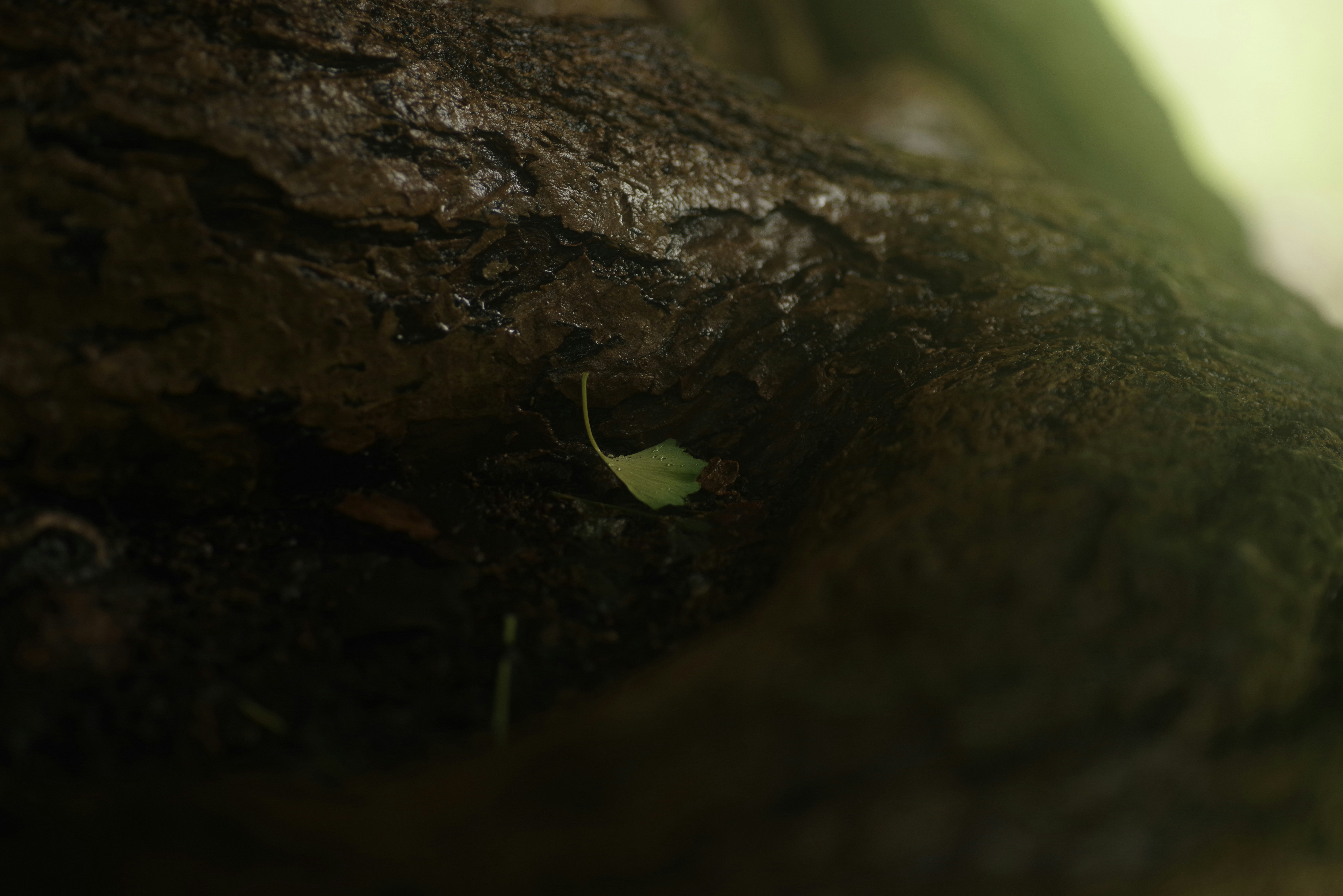Close-up photograph of a dark, textured log crevice with a tiny green leaf emerging.