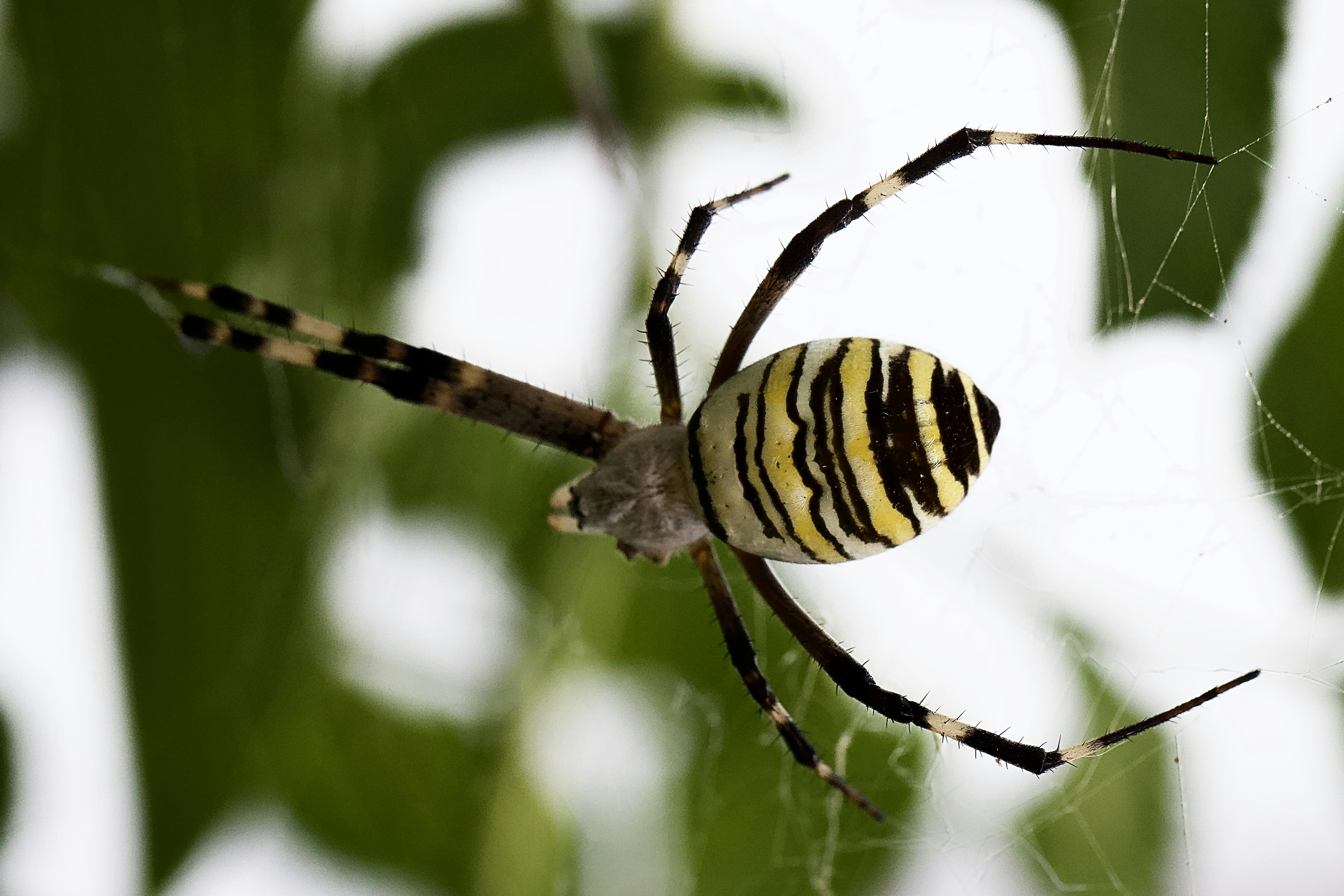 Threaded Stripes: The Yellow Orb-Weaver Spanning a Veiled Web