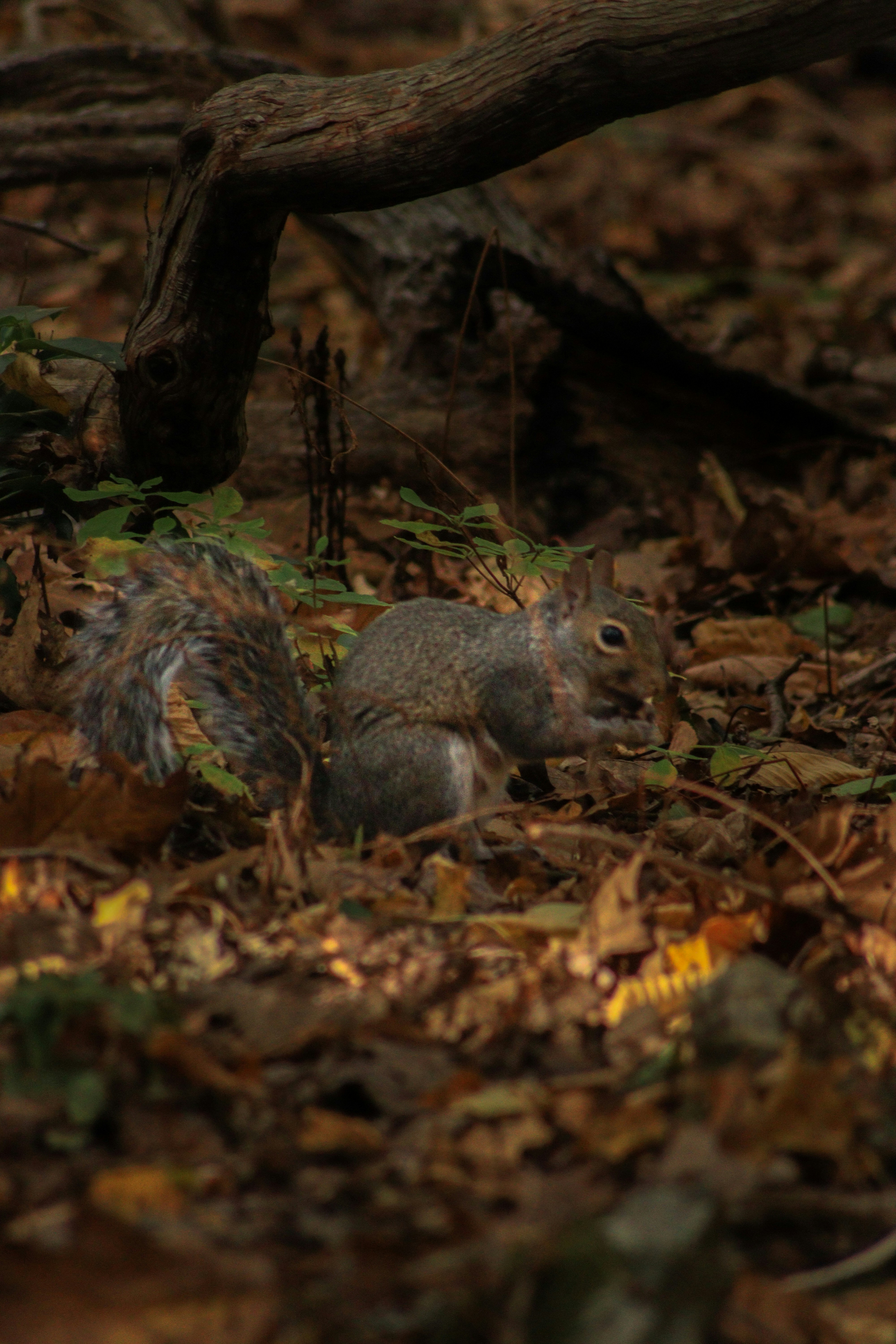Little squirrel doing what squirrels do