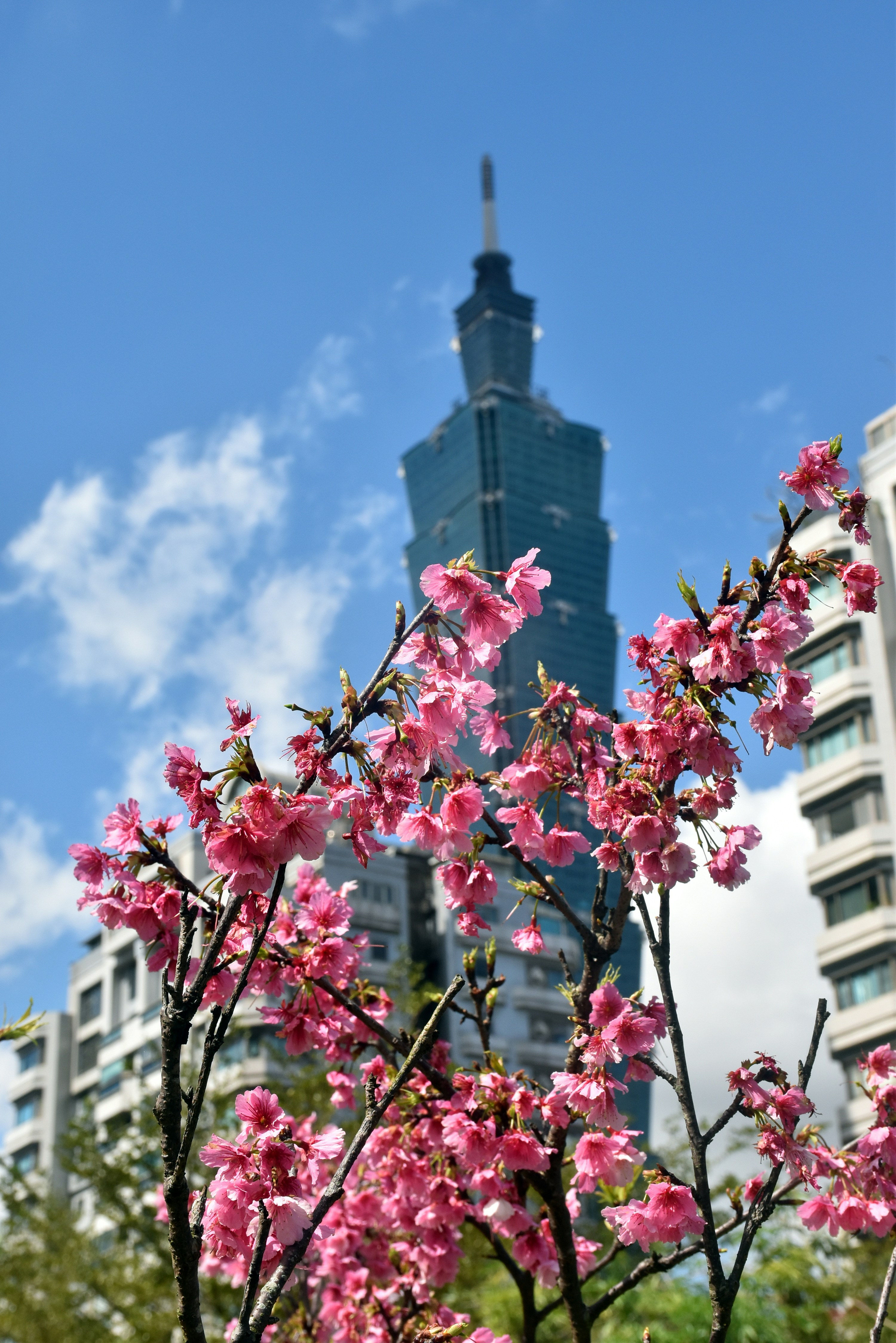 Petals Against the Skyline: Spring Portrait of a Tower