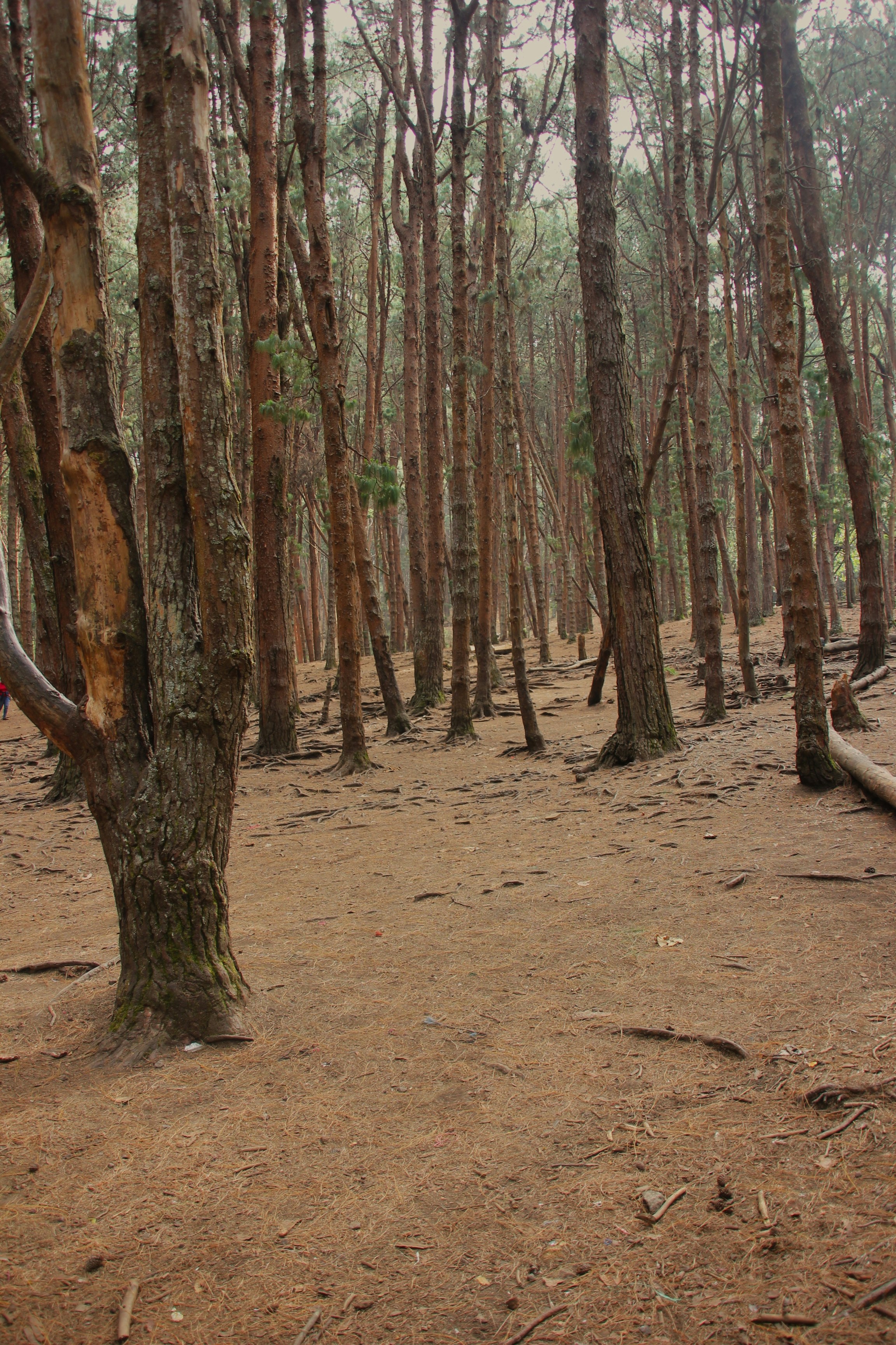 Tall pine trees creating a serene atmosphere in a forest, with scattered fallen branches on the ground. The natural setting invites exploration.