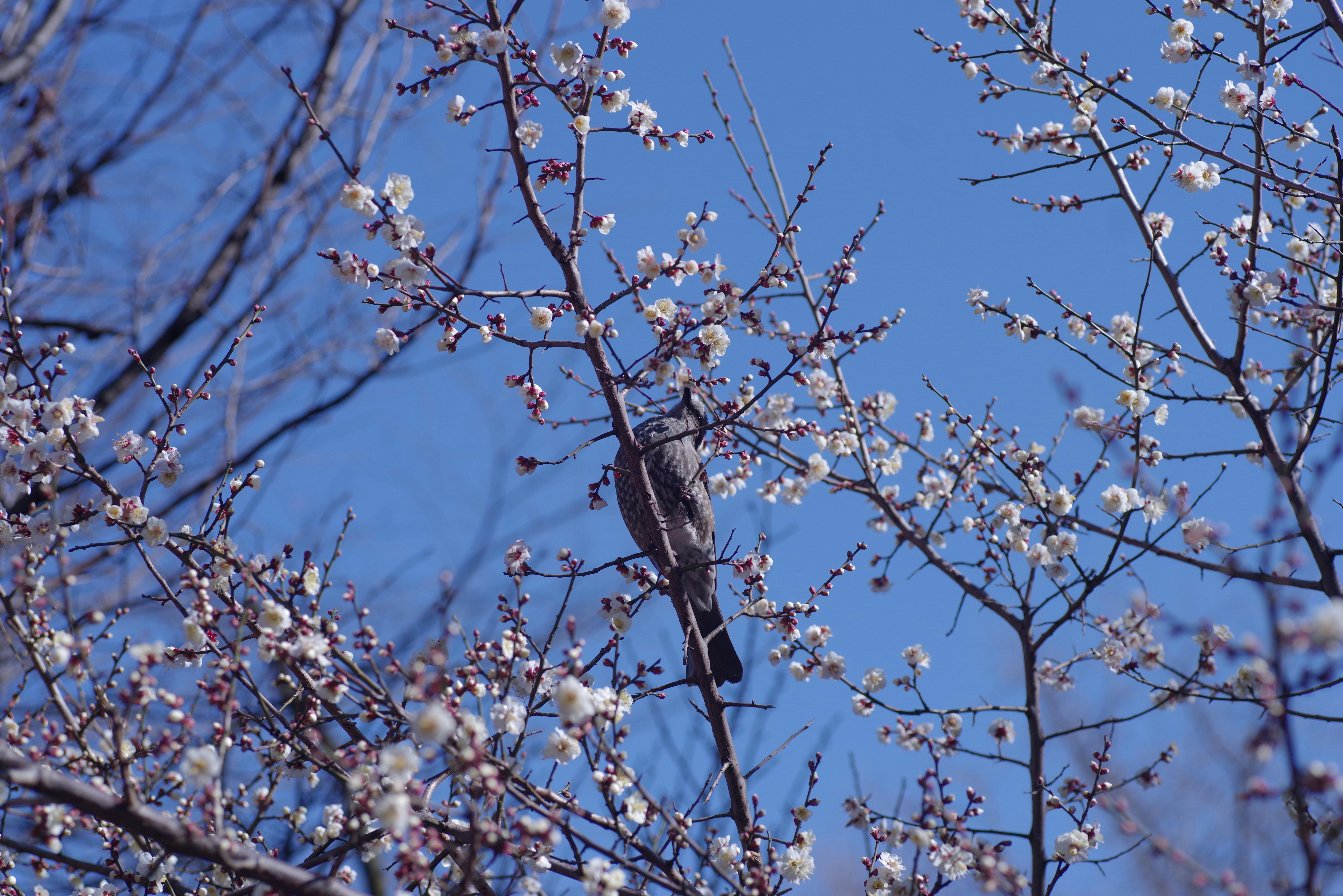 A bird perched among blossoming branches under a clear blue sky, showcasing the beauty of spring. The delicate flowers frame the scene, enhancing the tranquil atmosphere.