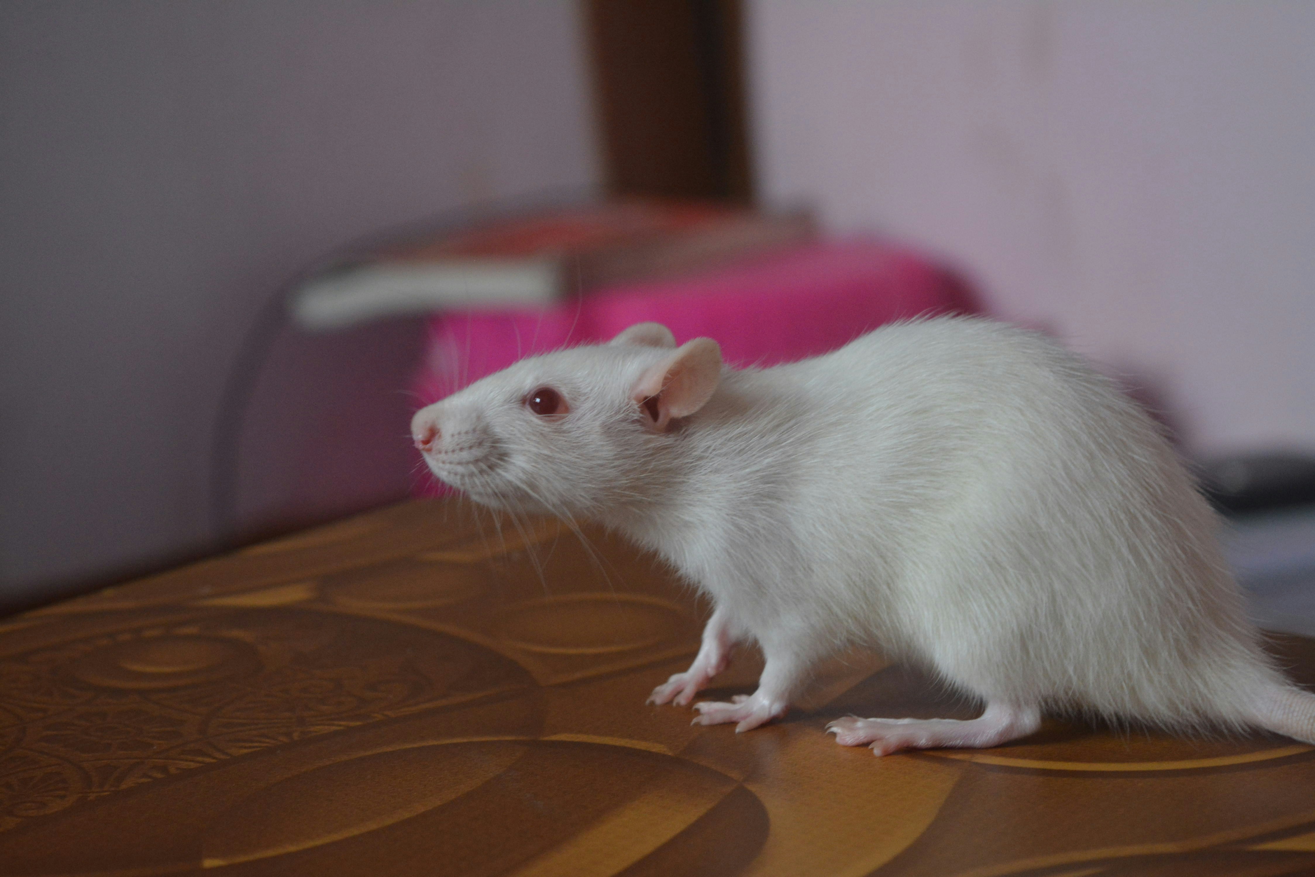 A white rat poised on a wooden surface, showcasing its inquisitive nature against a softly blurred background.
