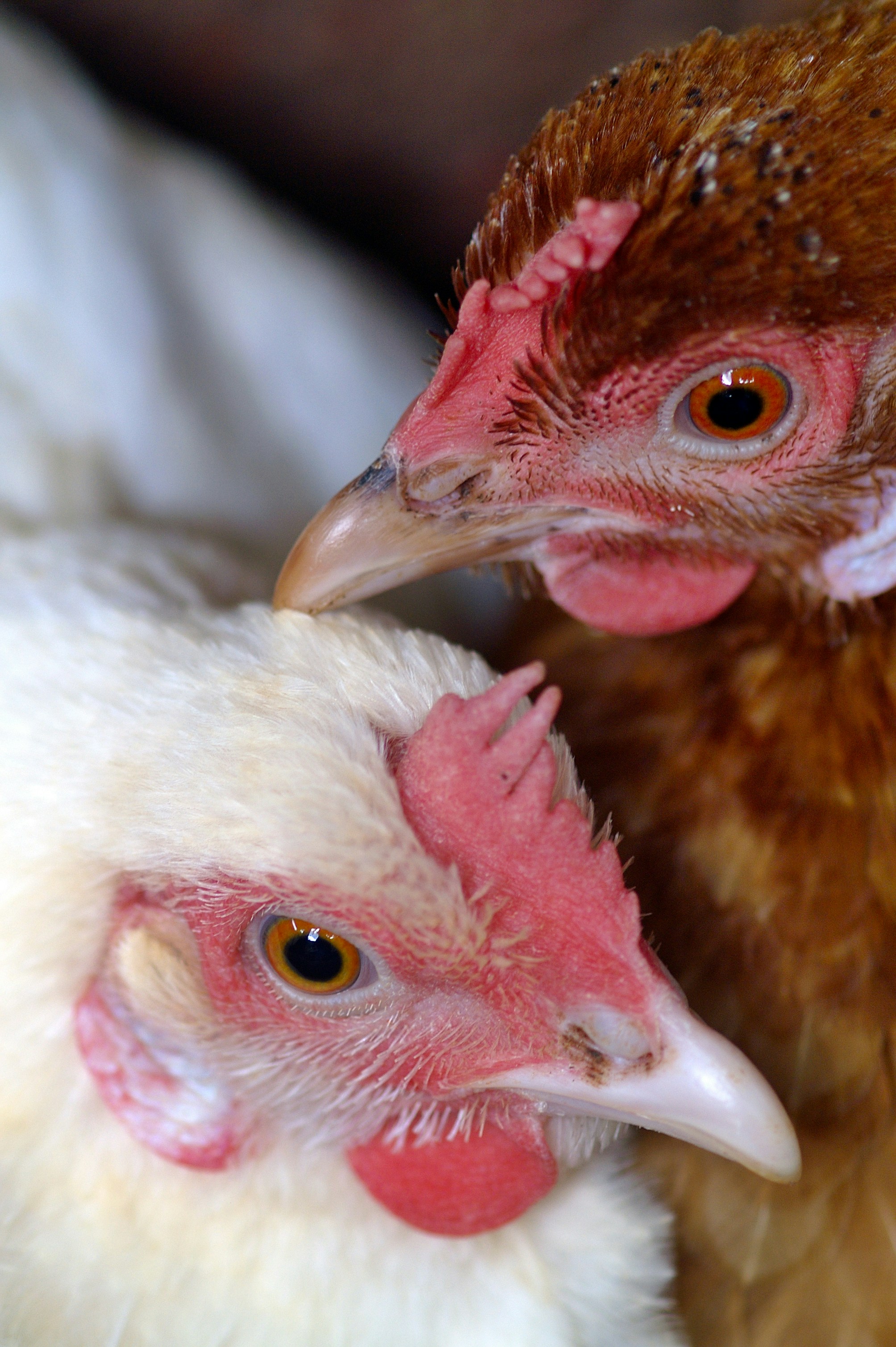 Close-up photograph of two chickens nuzzling, their beaks near each other. Prominent red combs and soft plumage contrast in a tight, intimate frame.