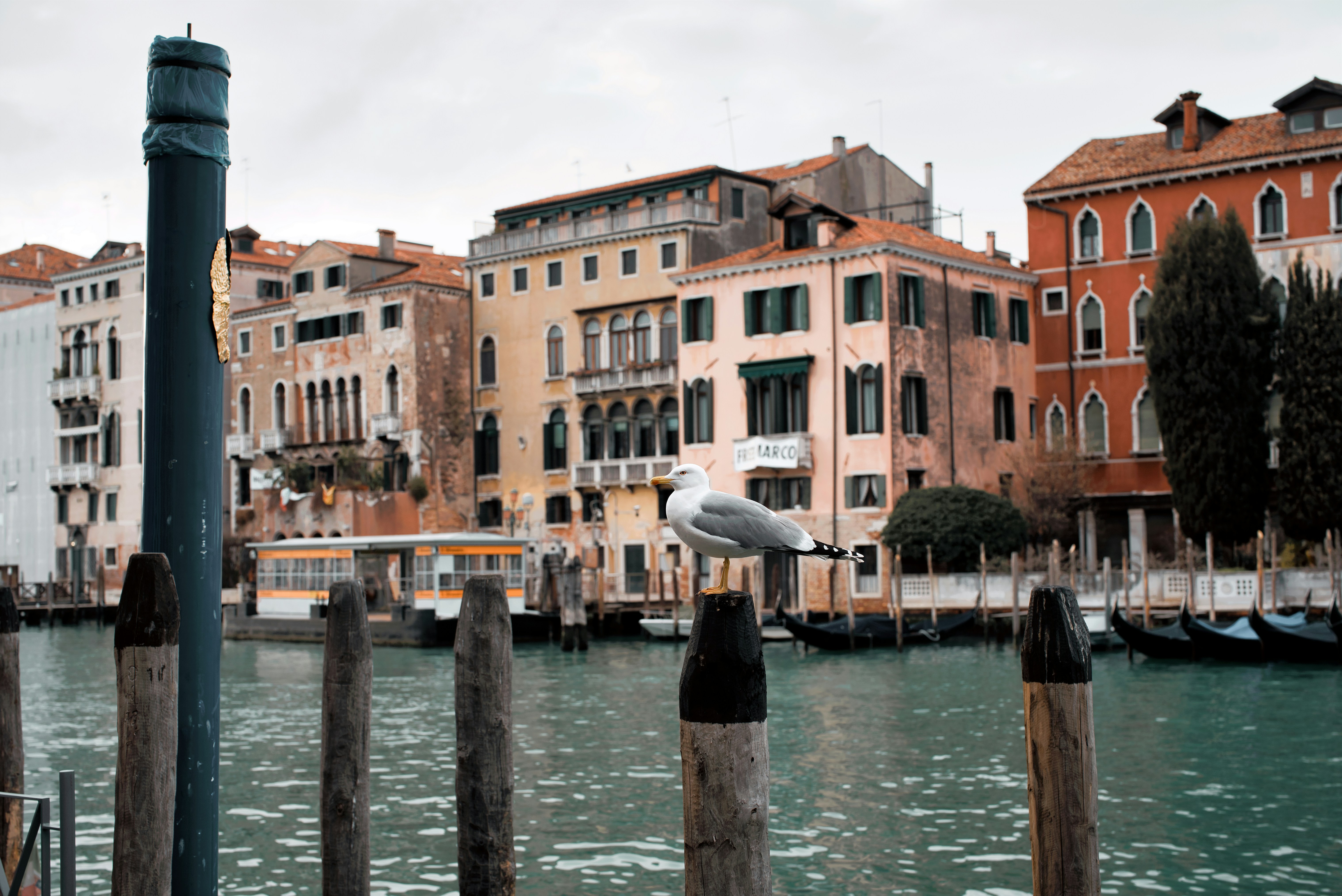 A seagull sitting on a post near a body of water photo – Free Gondola ...