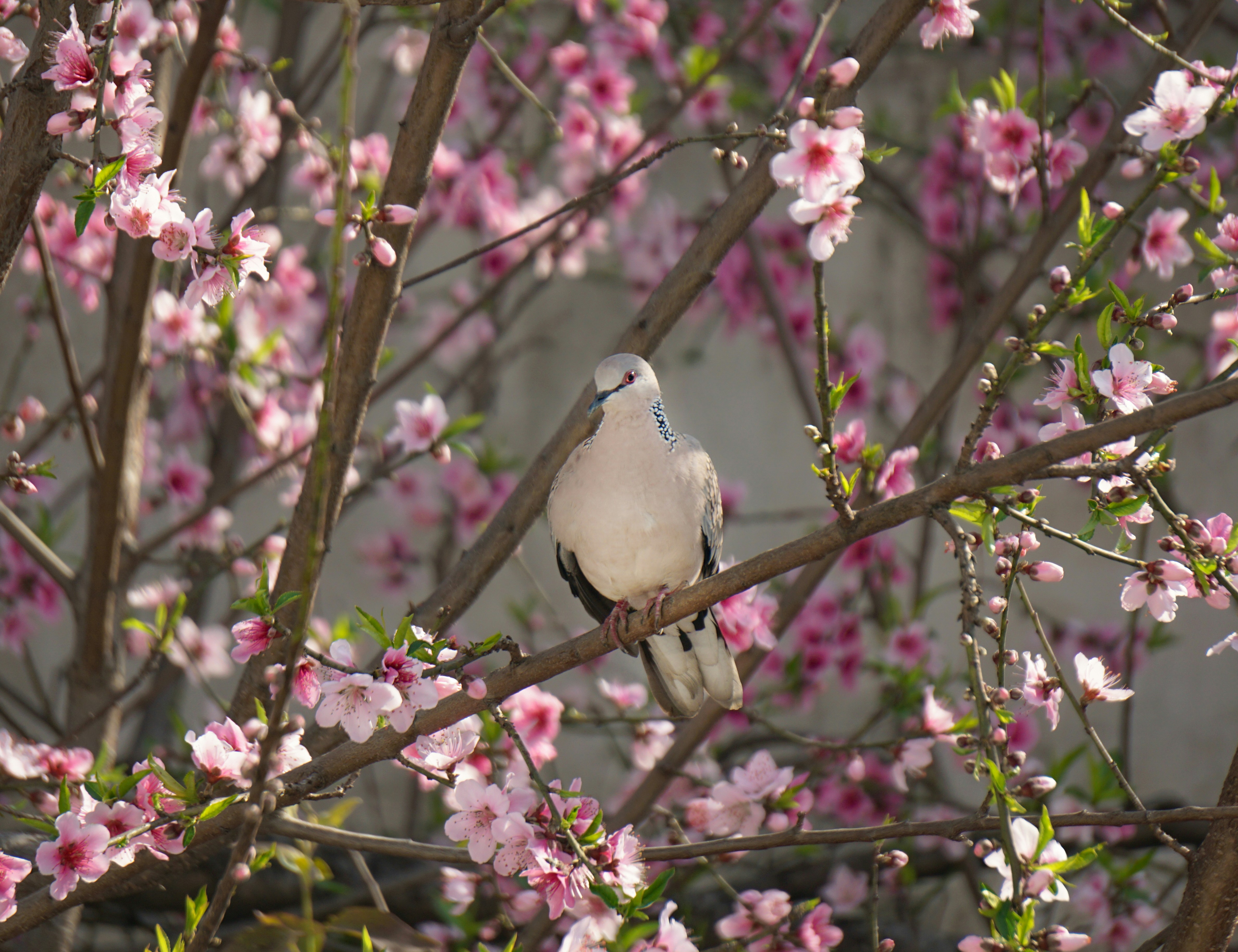 A dove perched gracefully on a branch amidst vibrant pink blossoms, showcasing the beauty of nature's springtime tapestry.