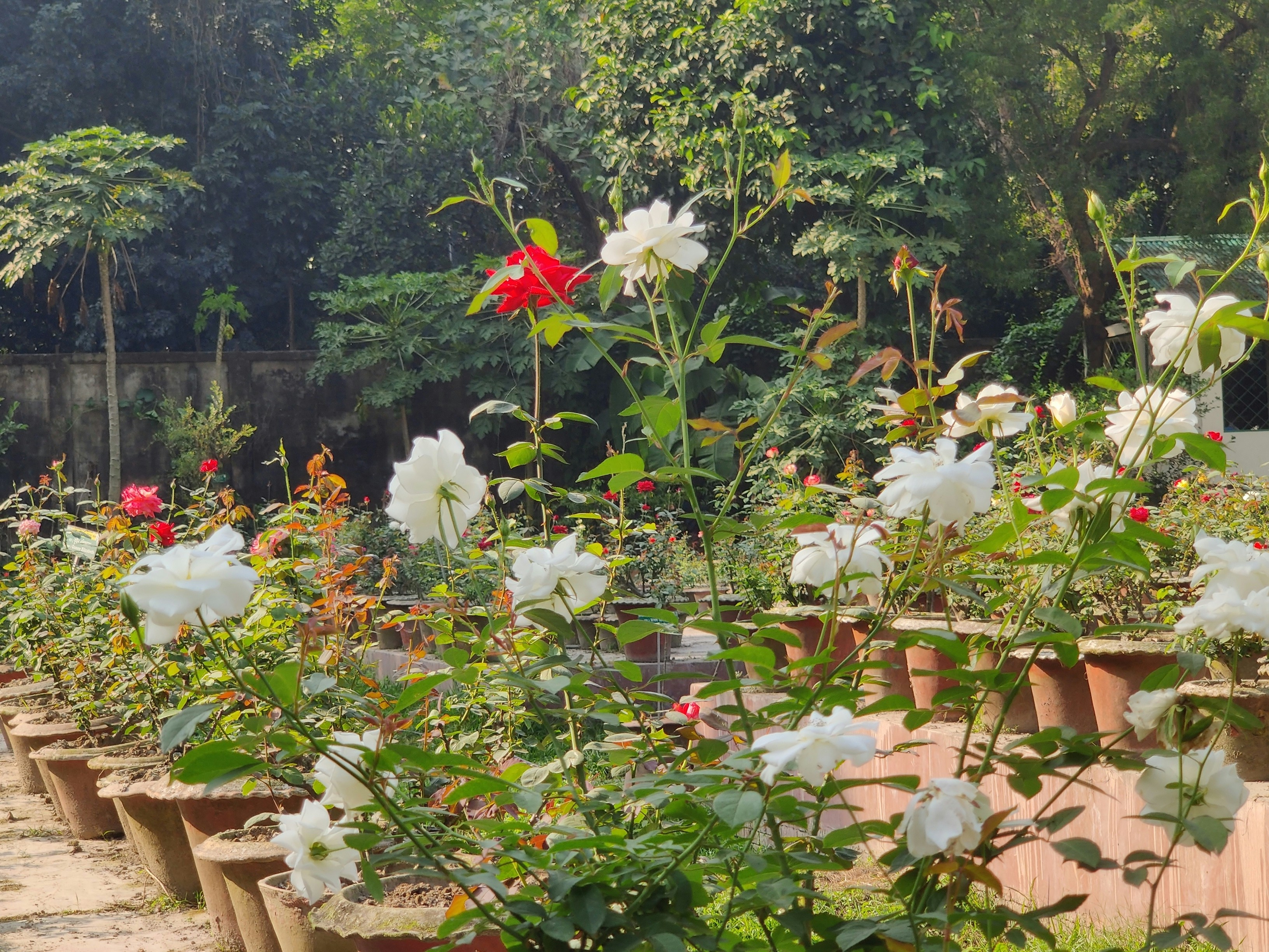 Un jardin rempli de fleurs blanches et rouges photo – Photo Rose ...