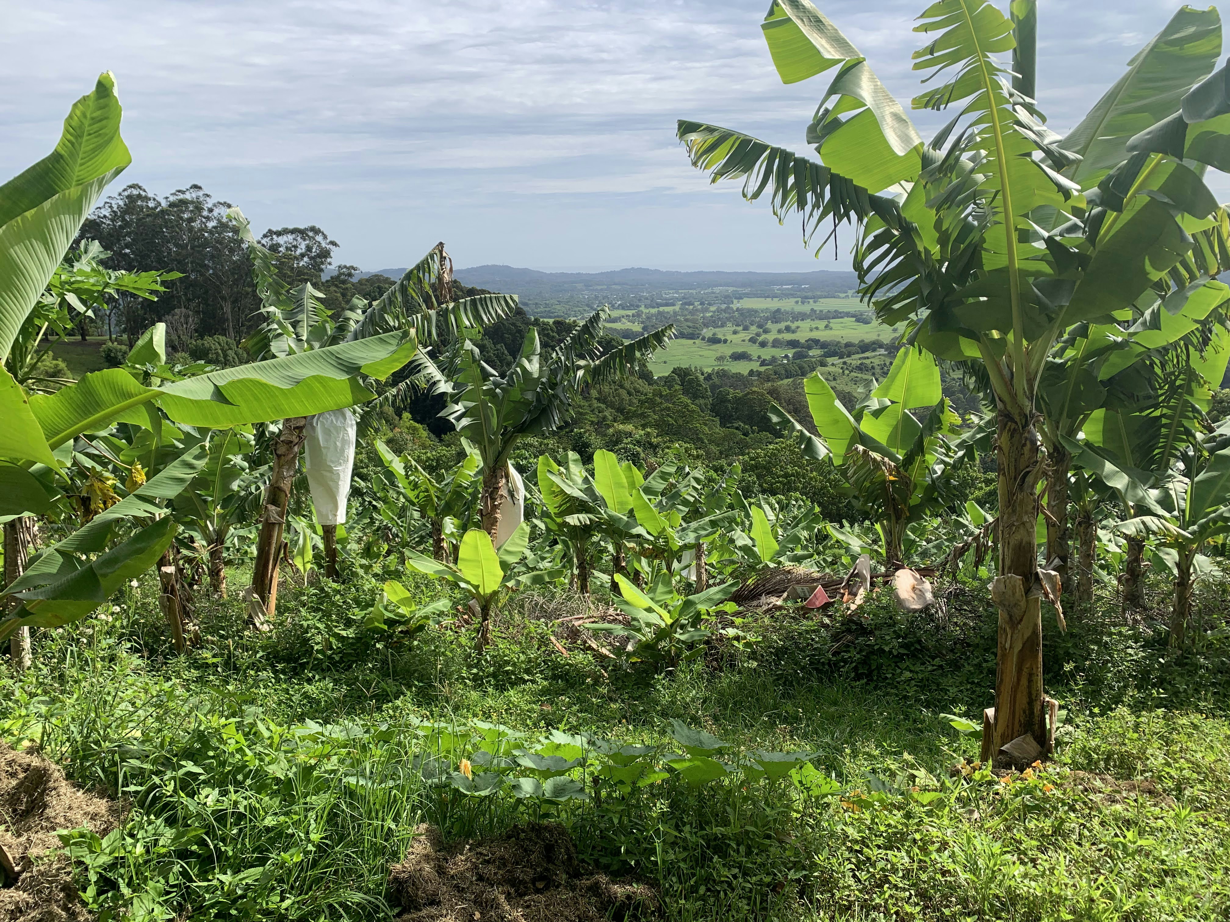 Banana trees on a banana farm