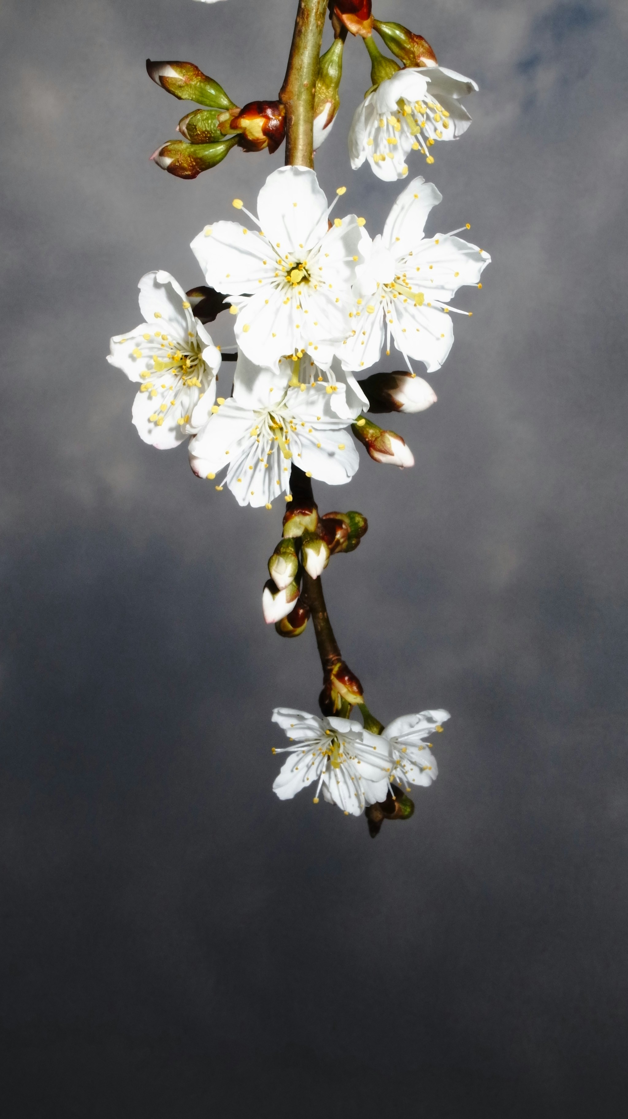 Whispering Bloom on a Moody Backdrop