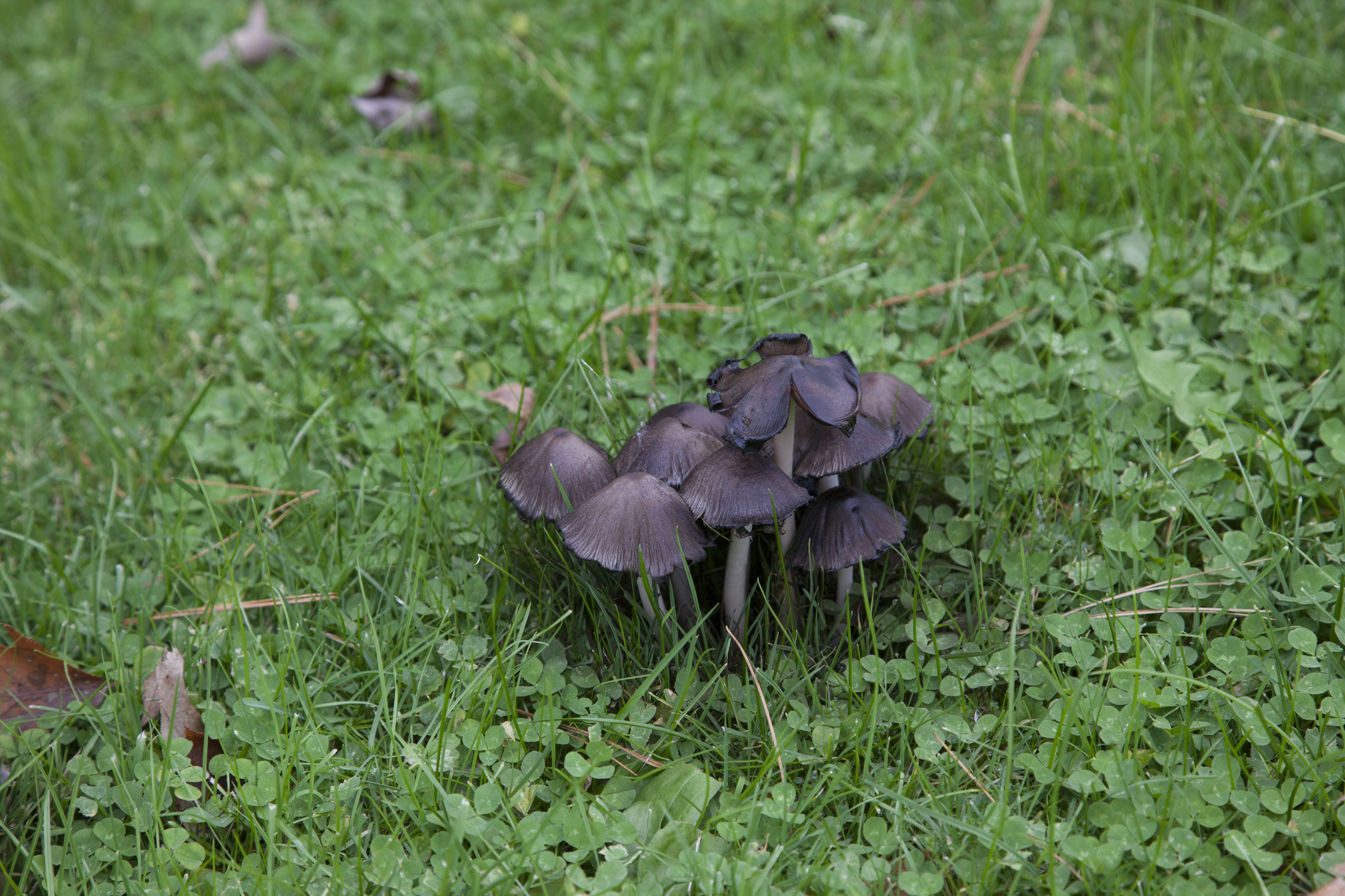 Cluster of dark mushrooms emerging from lush green grass, showcasing the intricate textures of nature's hidden gems.
