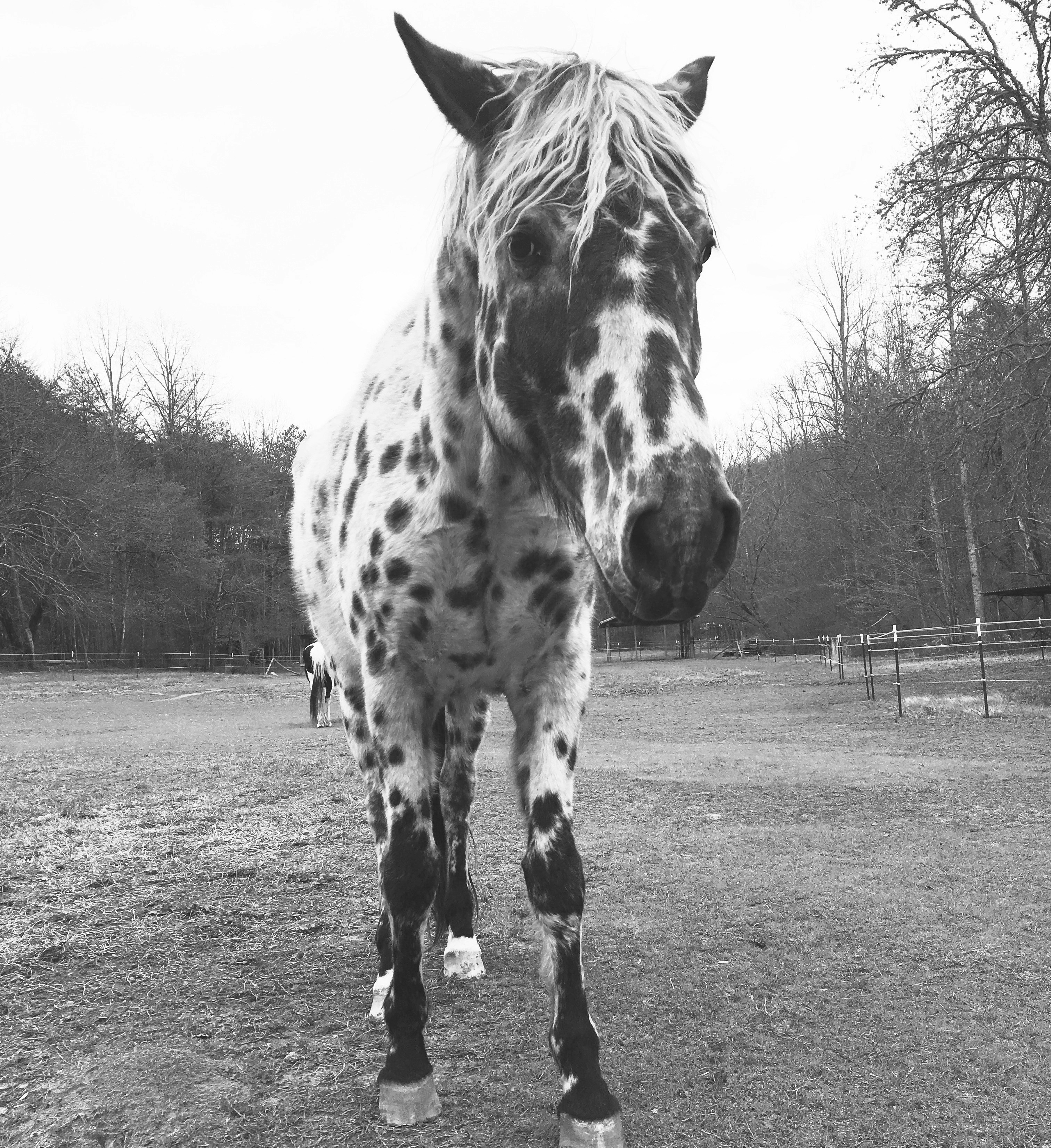 A close-up of a spotted horse with a majestic presence, standing in a serene pasture surrounded by trees.