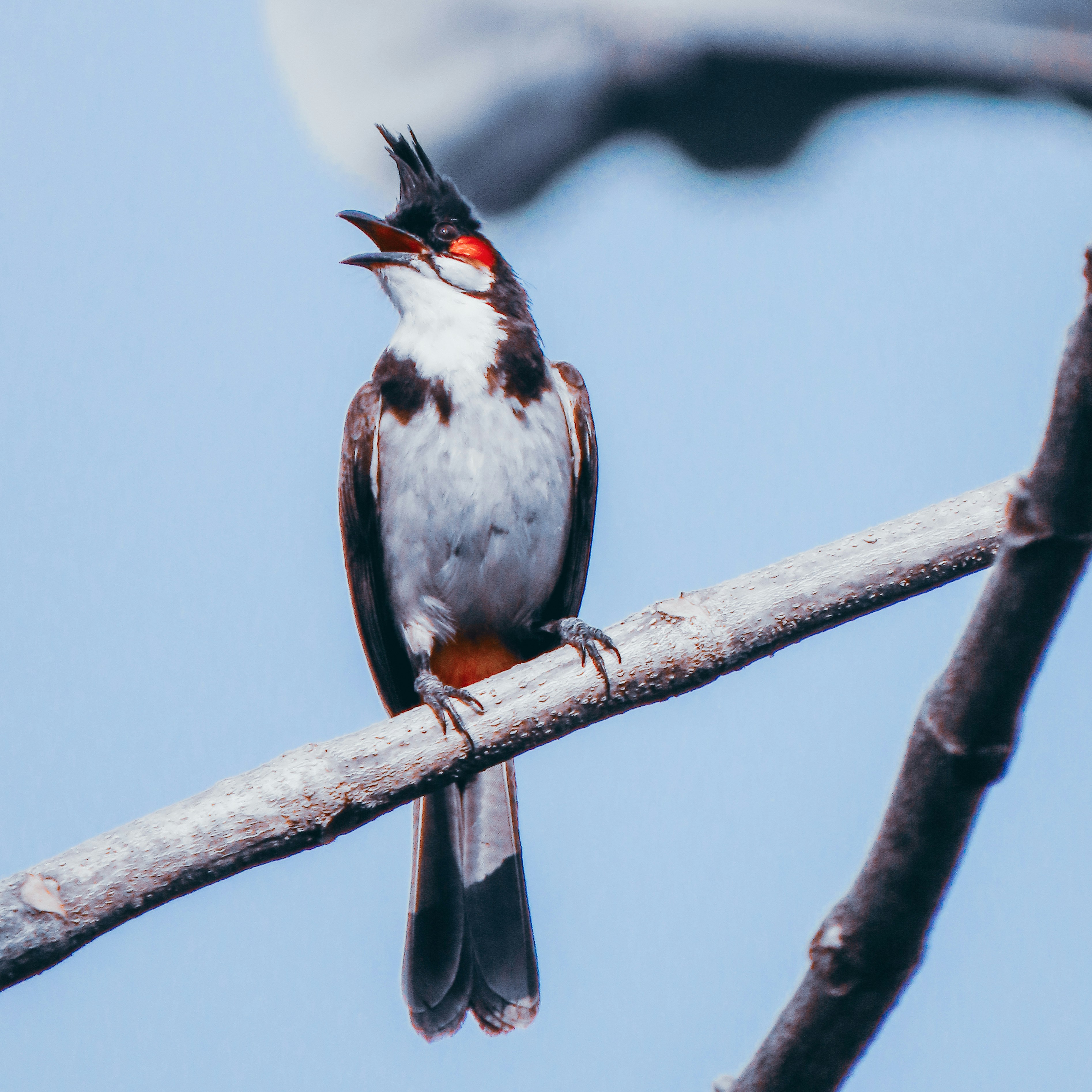 A striking bird perched on a branch, singing with vibrant plumage and a distinctive crest. The background features a soft blur, emphasizing the subject's vivid colors.